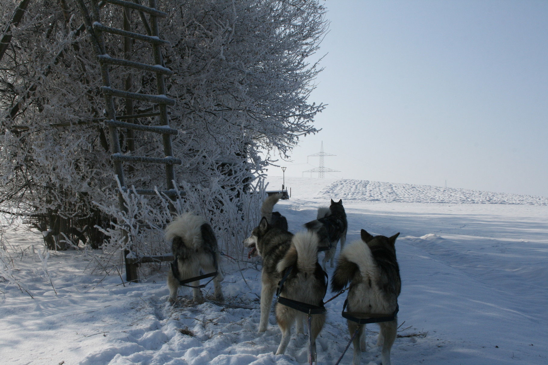 Schlittenhundefahrt - glitnir-ranchs Webseite!