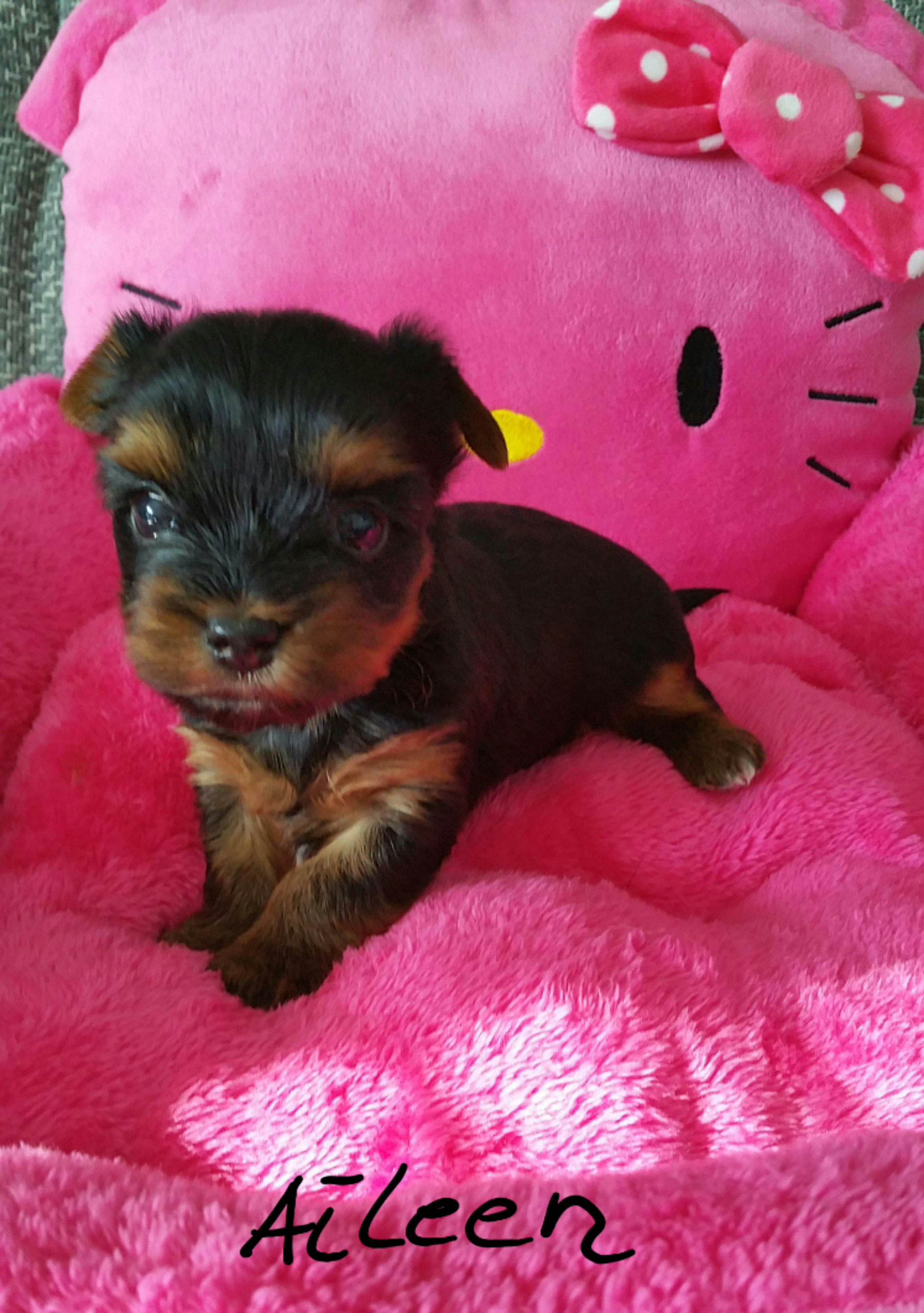 Start - Yorkshire Terrier "of-red-roses"