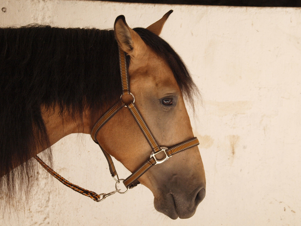 Ethologie Equine, la science.... - Site de equithologie