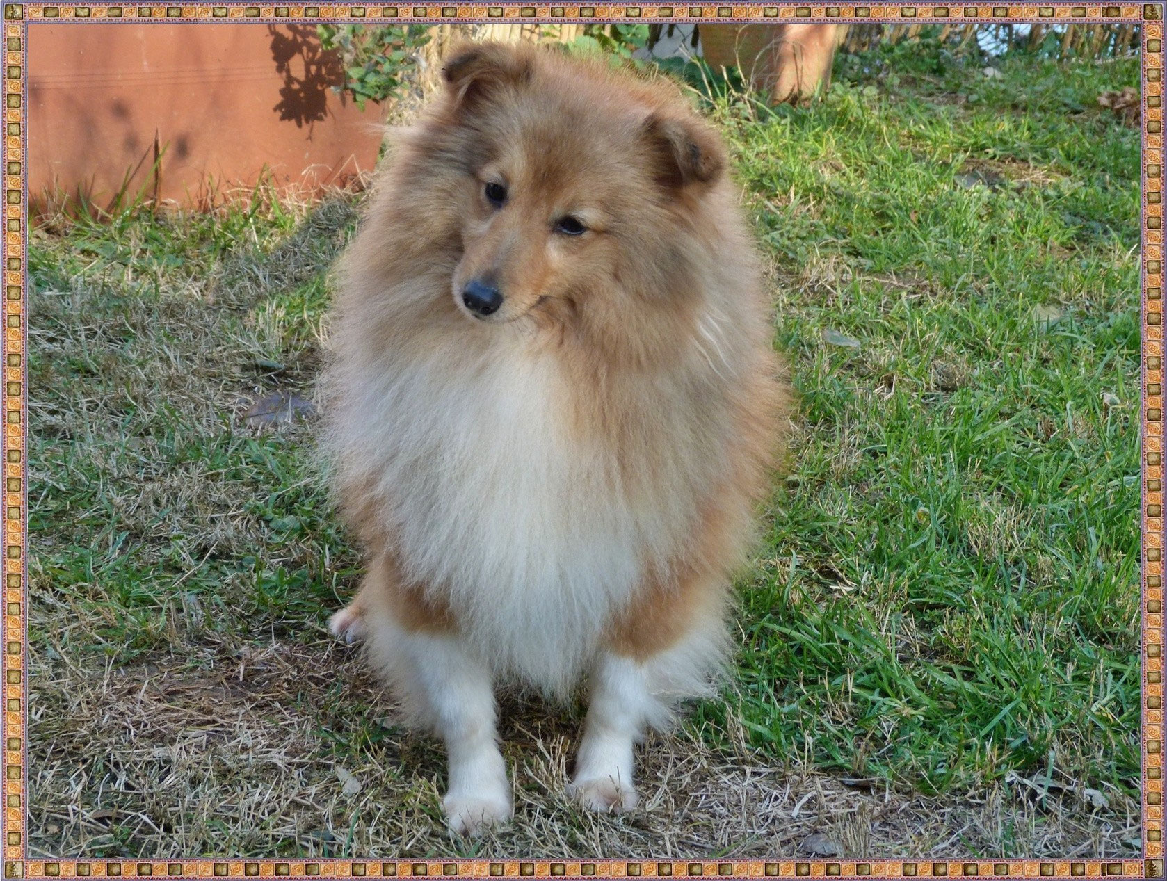 Hiba - Rough collies & Shetland sheepdog. Criadores de collies ...