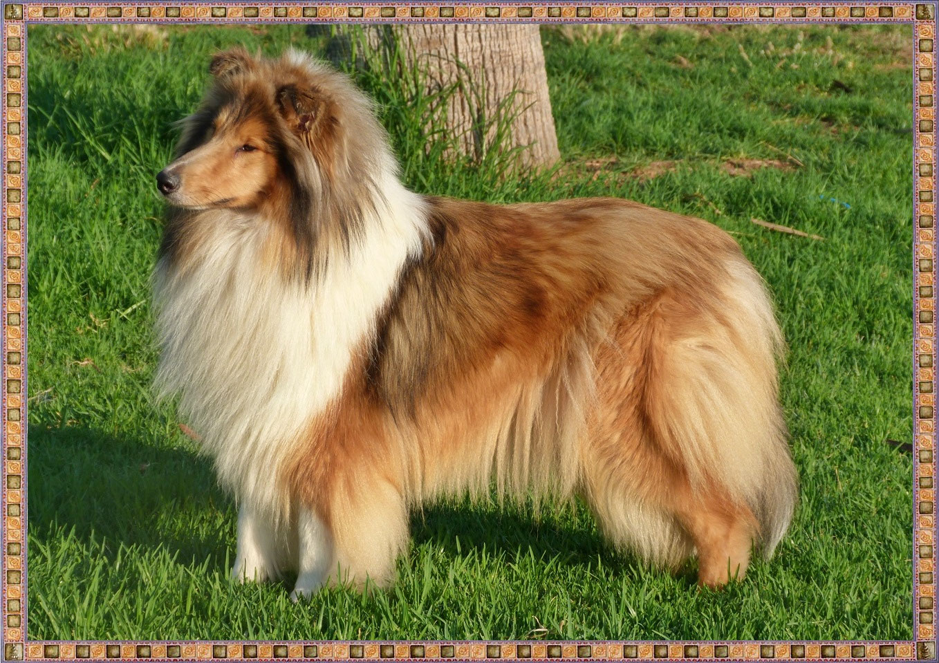 Gilda - Rough collies & Shetland sheepdog. Criadores de collies ...