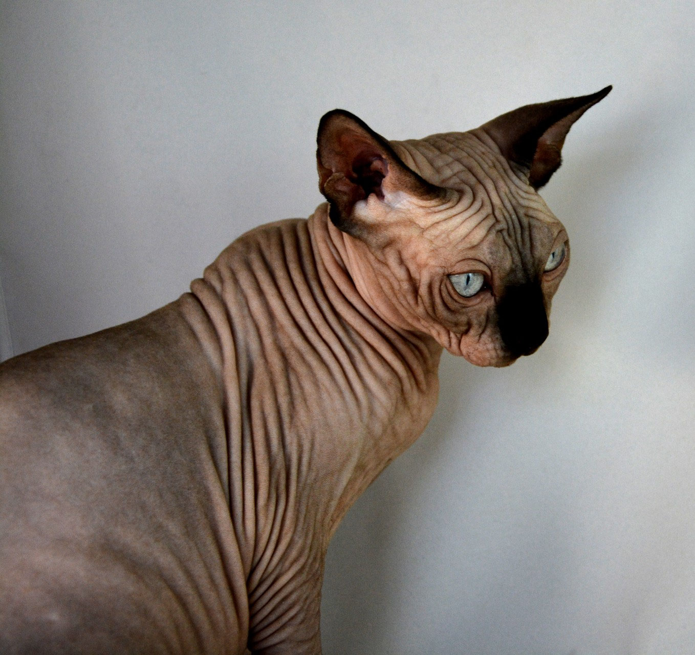 Studs - Indigo Sphynx Kittens - Canadian Sphynx Cat Breeder,Cattery ,NY