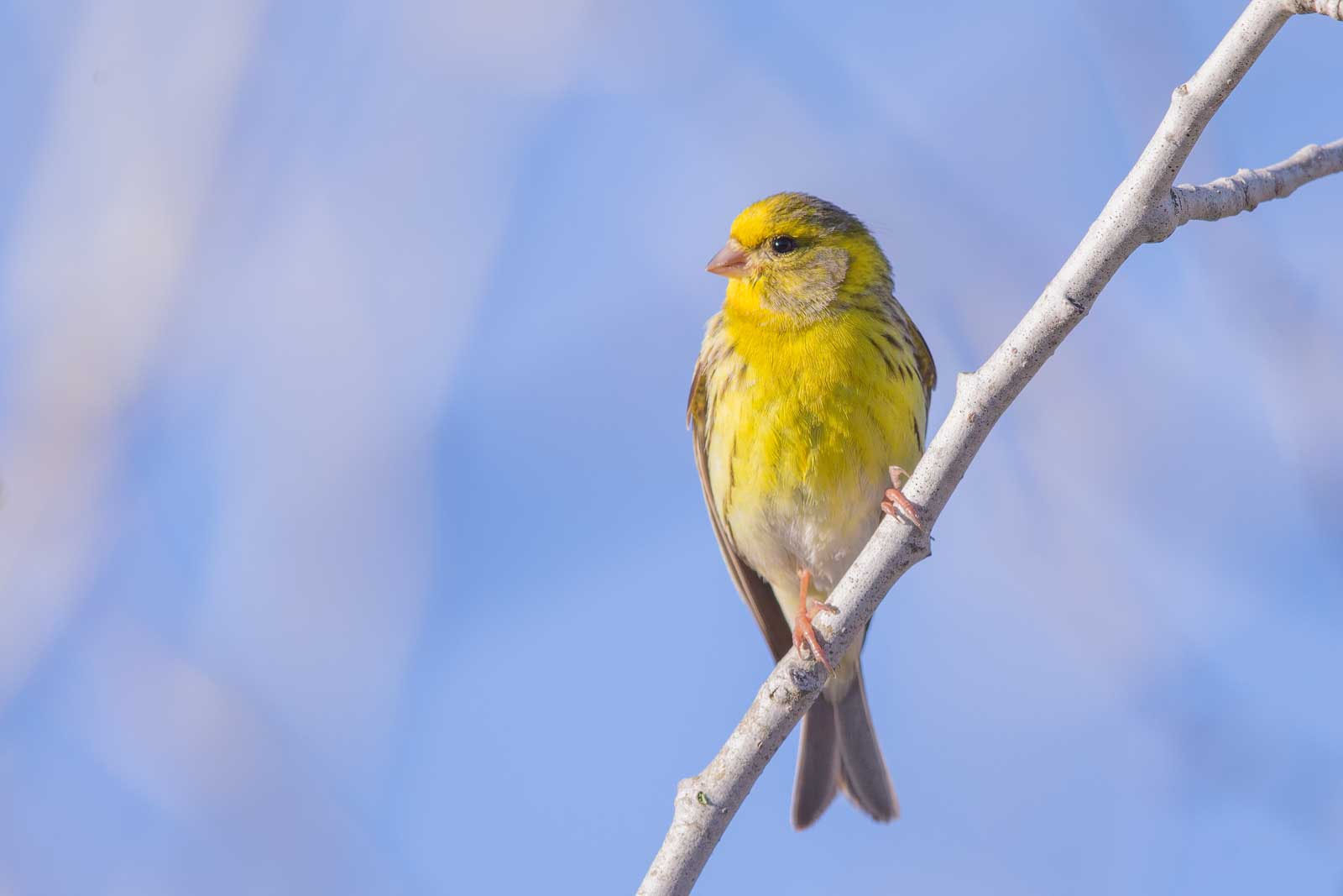 Sperlingsvögel - Vögel in Deutschland