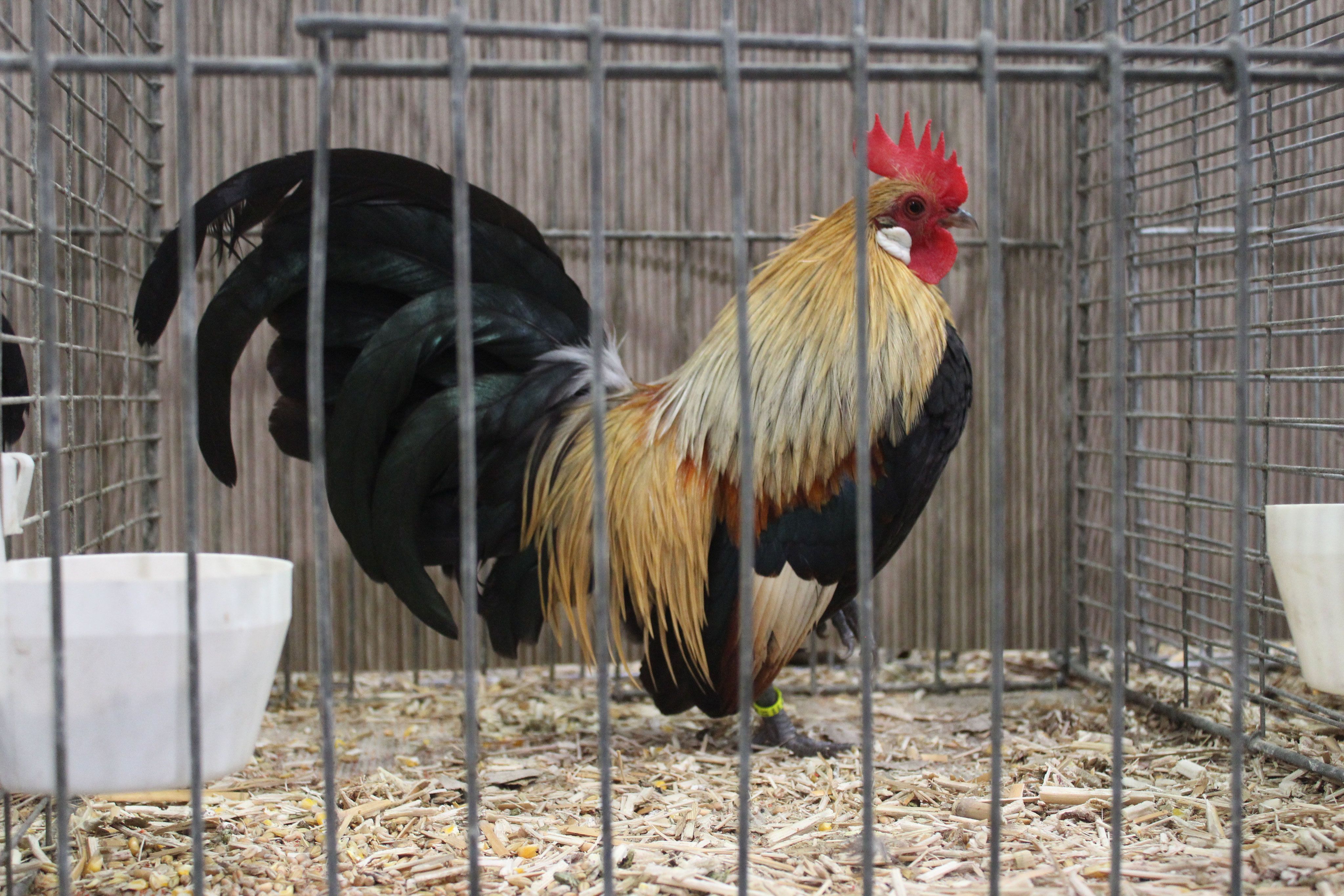 Standard - Holländische Zwerghühner