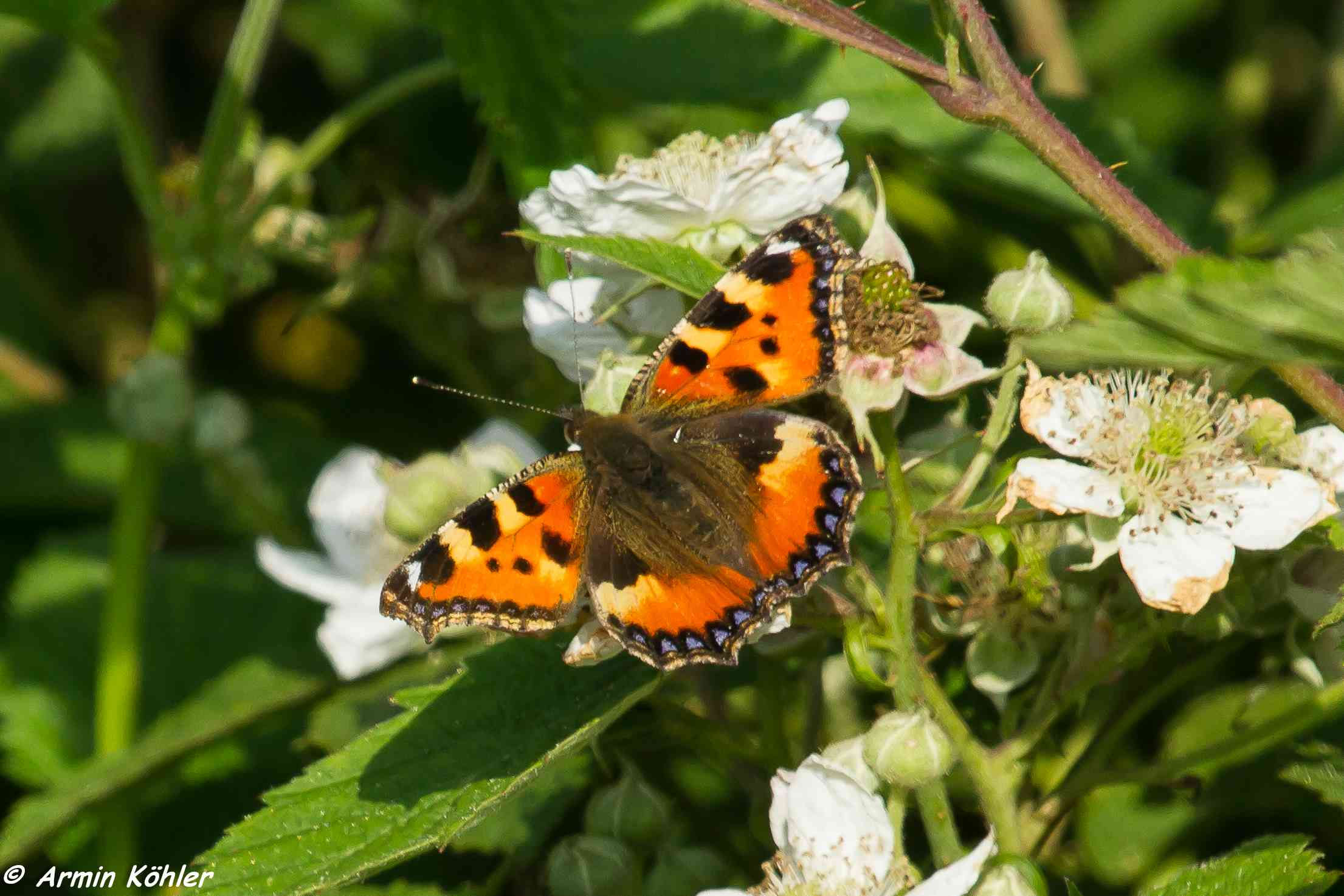 Der Kleine Fuchs - arminkoehler-naturfotogras Webseite!