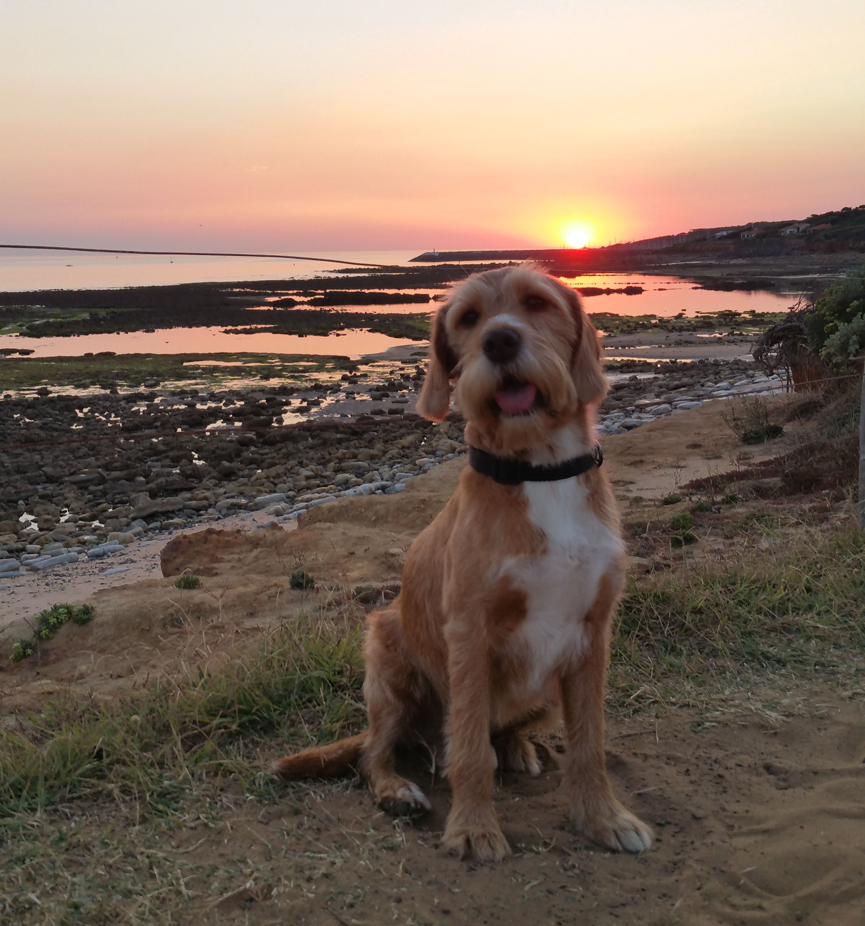 Big Up - Site de l'agence Dog Model