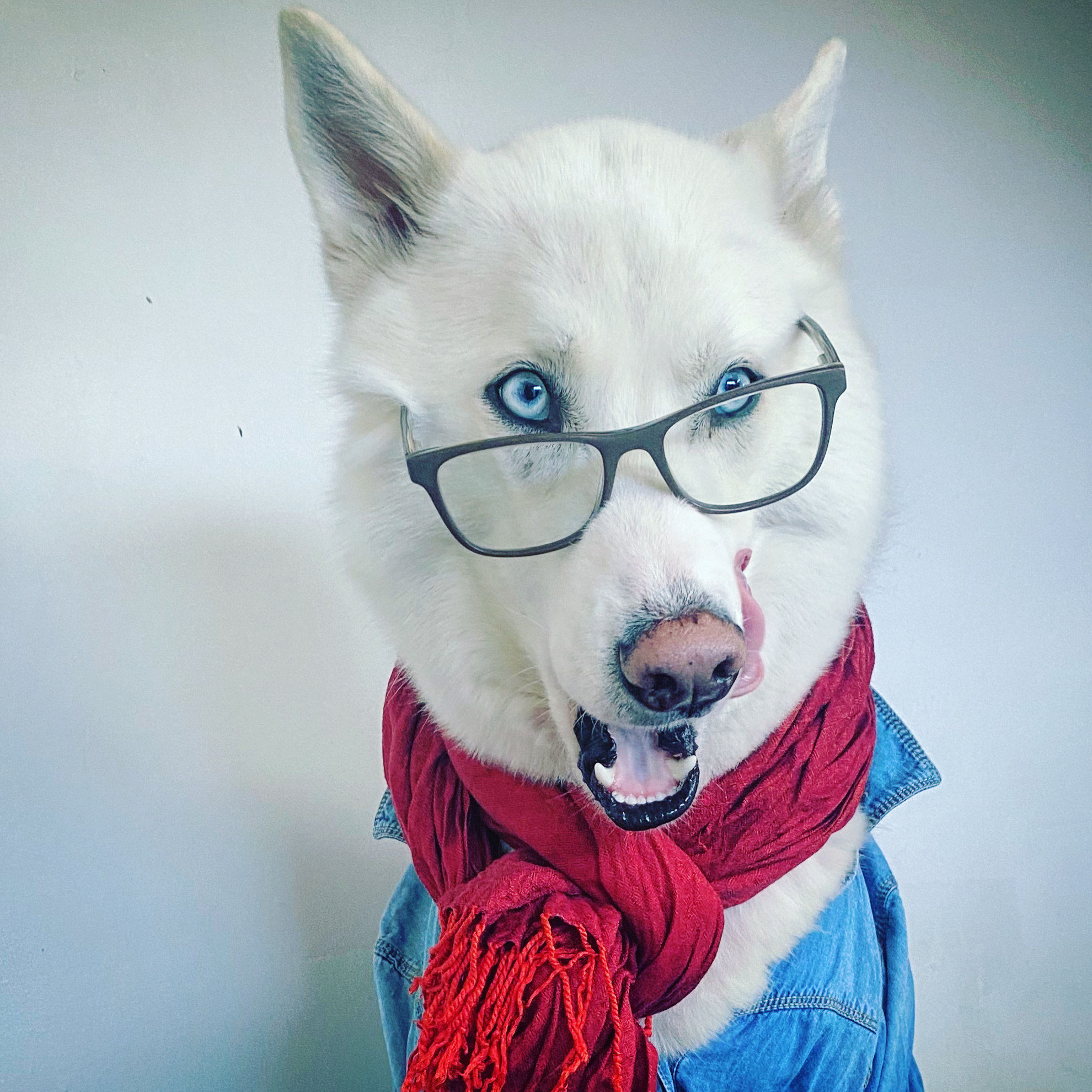 Joey - Site de l'agence Dog Model