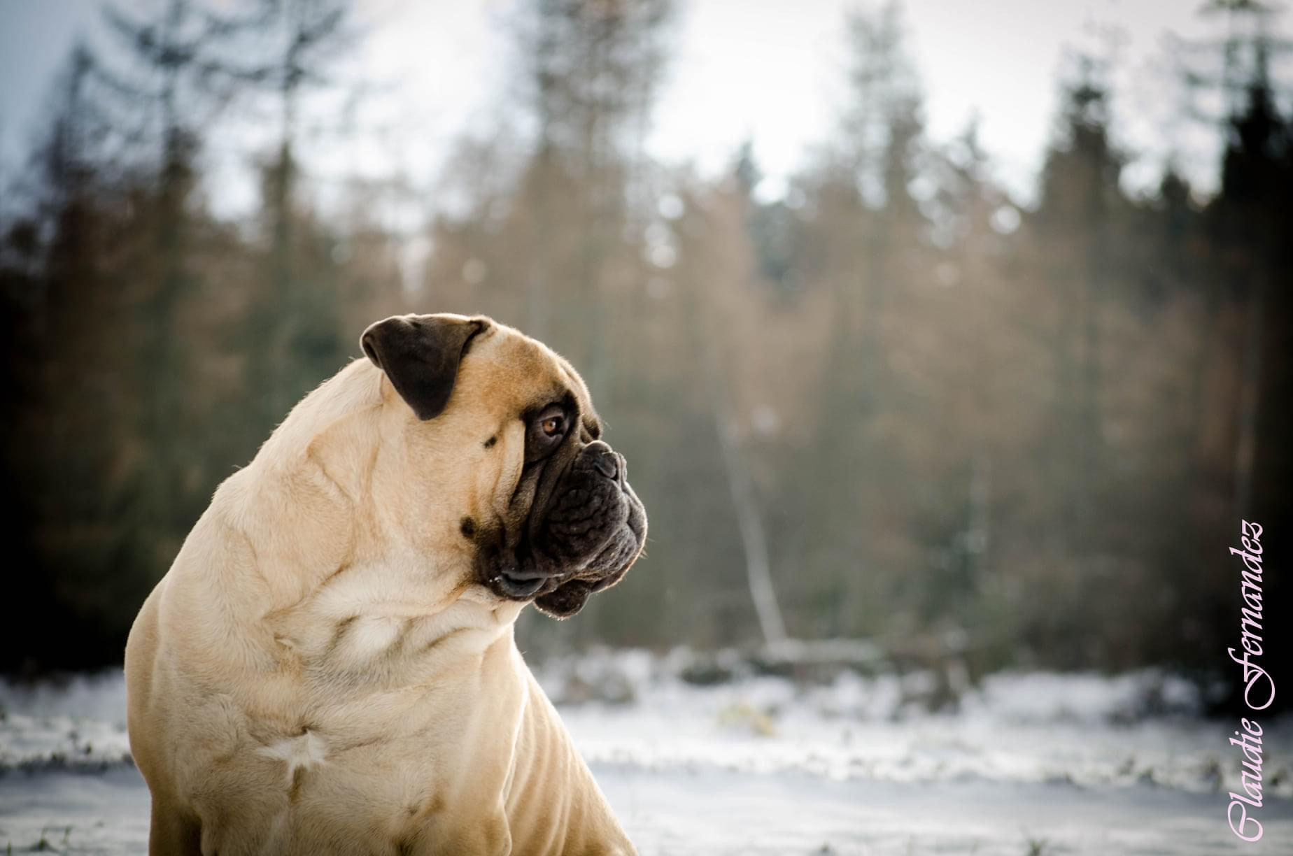 Ness - Site de l'agence Dog Model