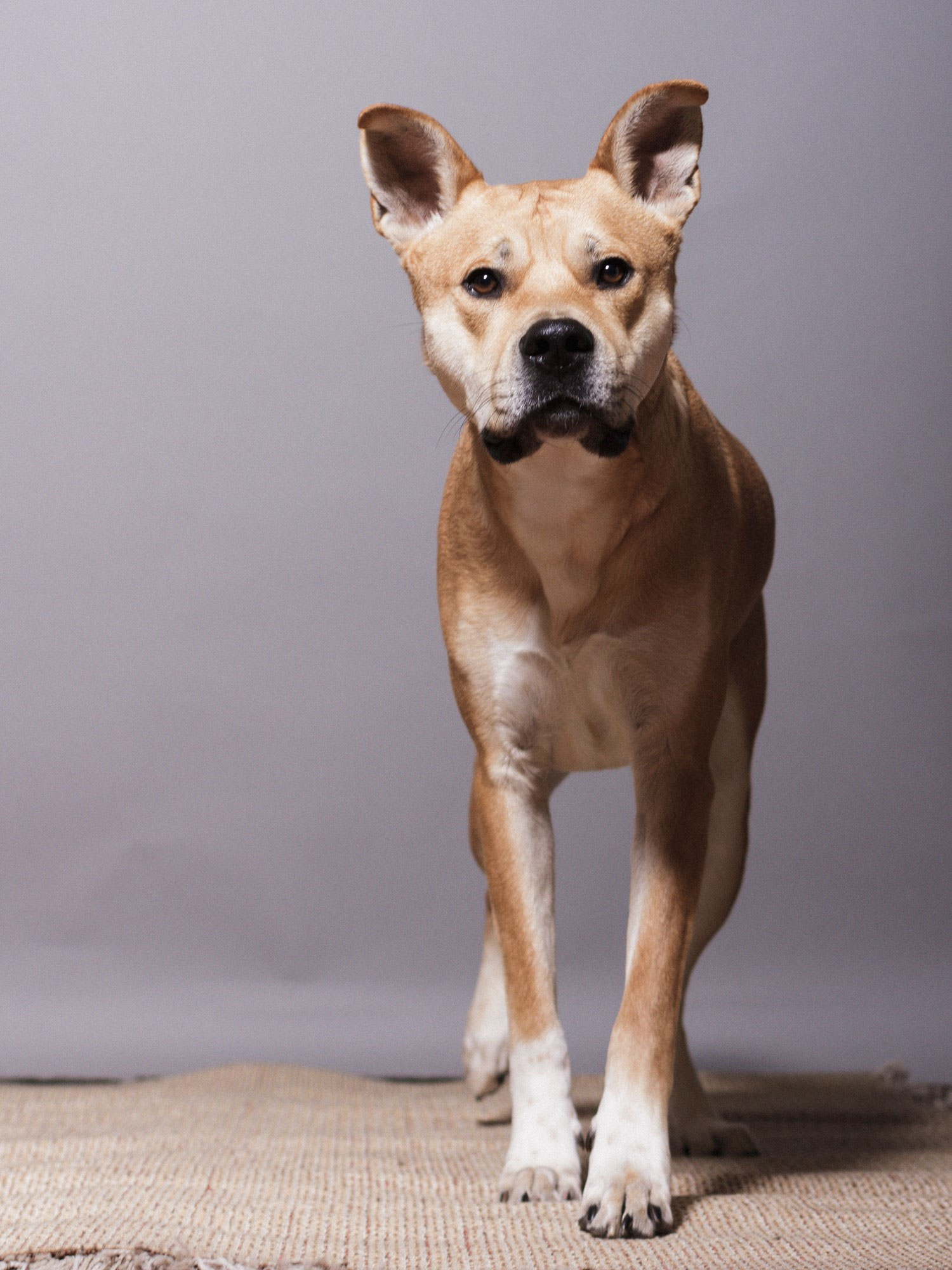 Malibu - Site de l'agence Dog Model