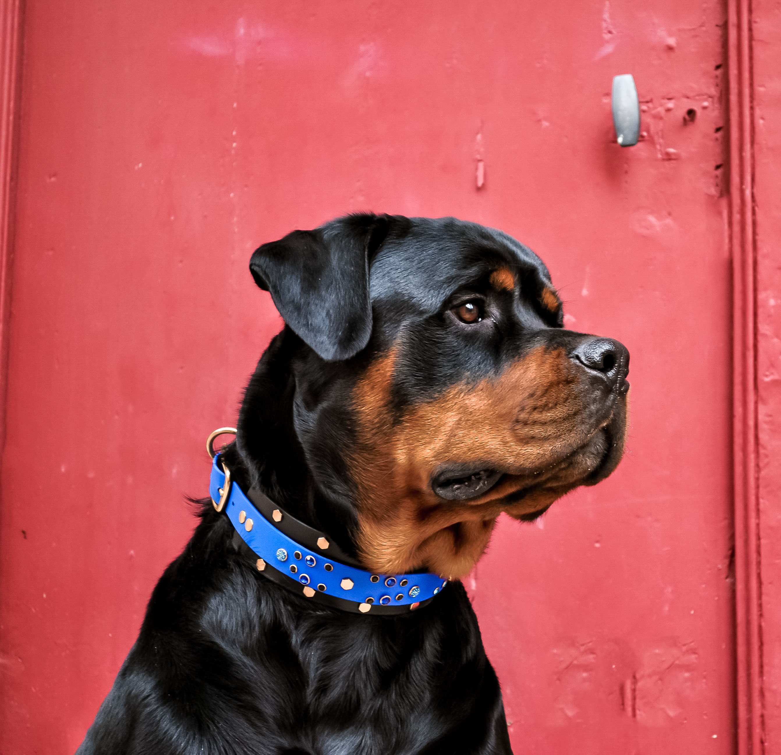 Run - Site de l'agence Dog Model