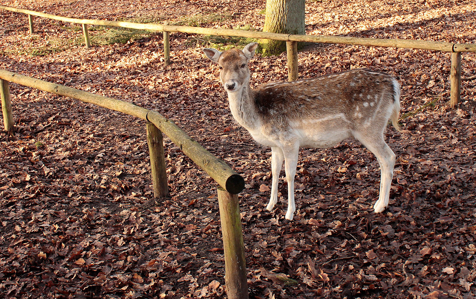heimisches Wild - vielfalt-der-natur.jimdo.com