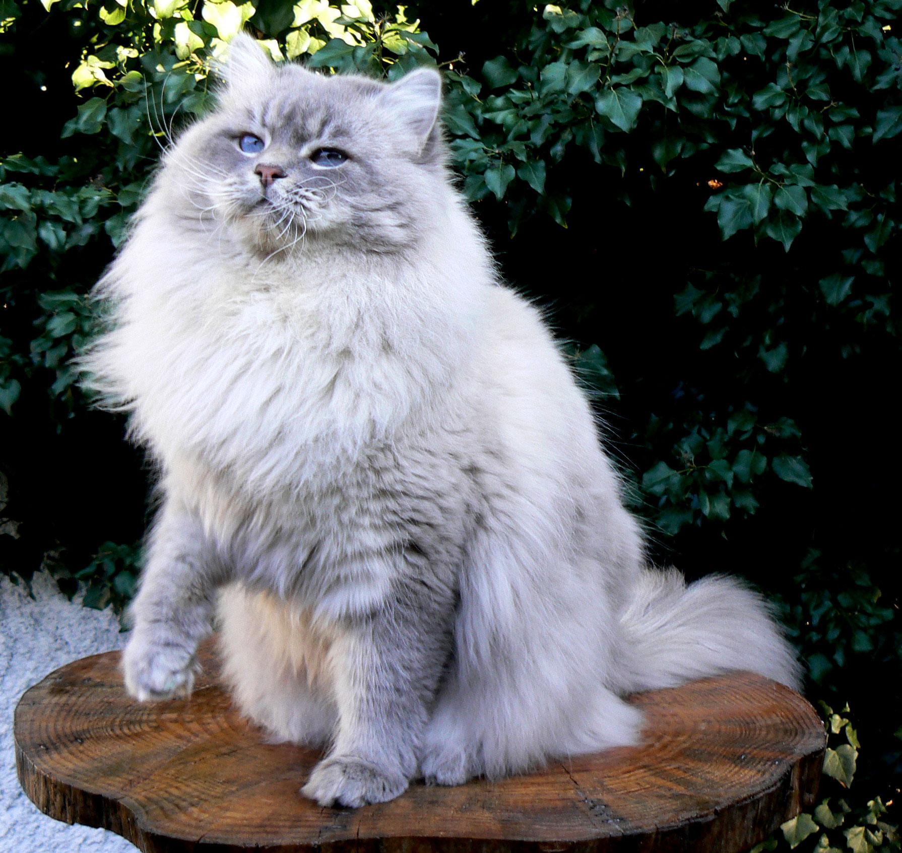 Cucc. Transilvania - Allevamento di gatti siberiani a Roma