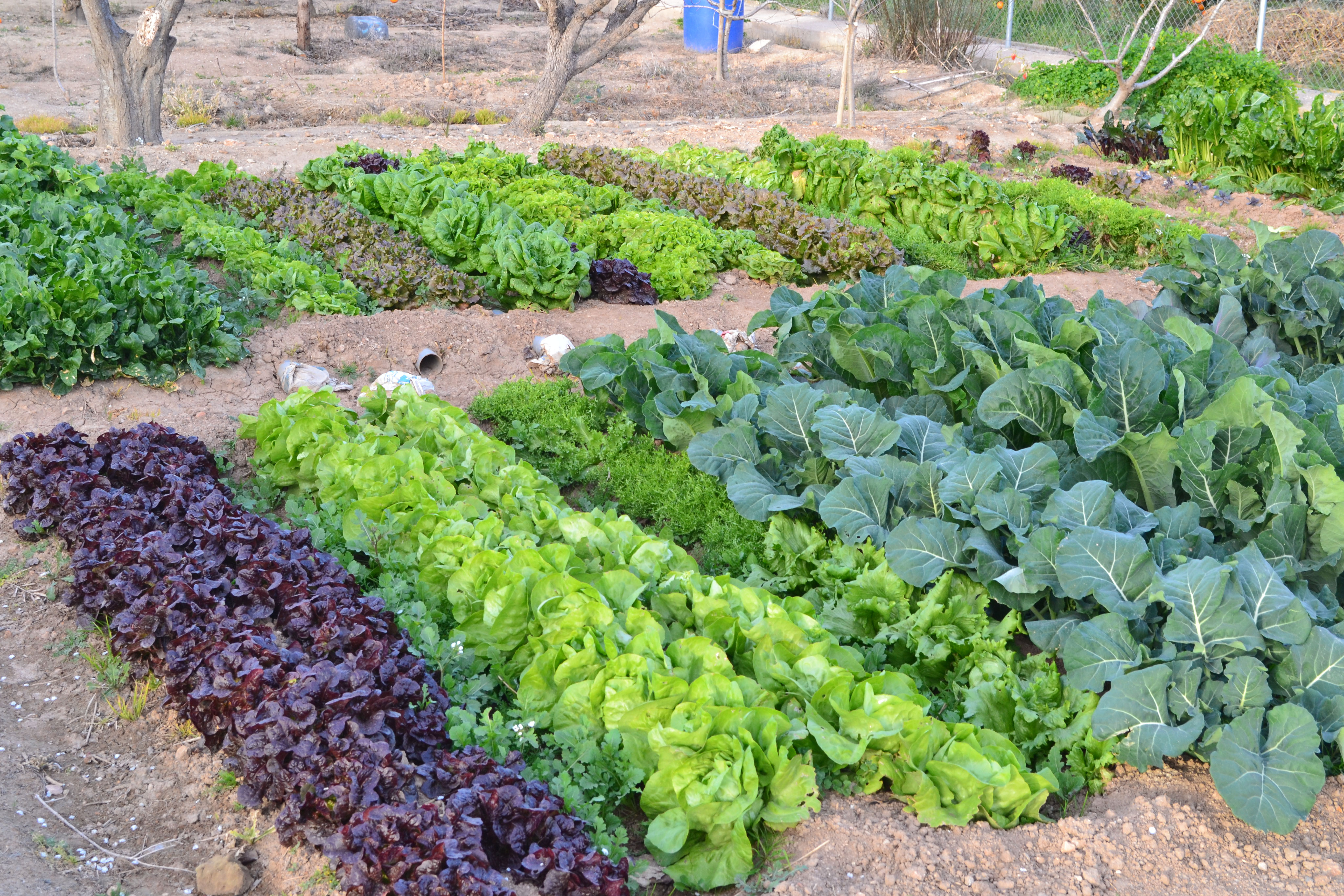 el huerto ecologico - Página web de casadeltaebre