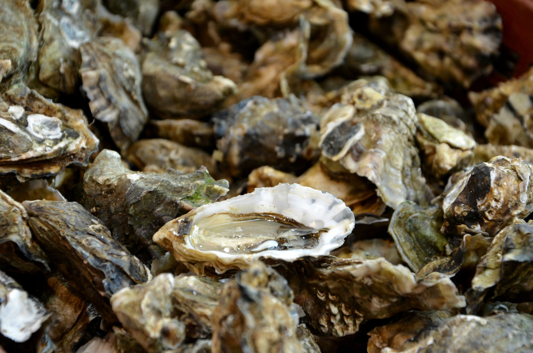 Arcachon market - Europe's Best Destinations