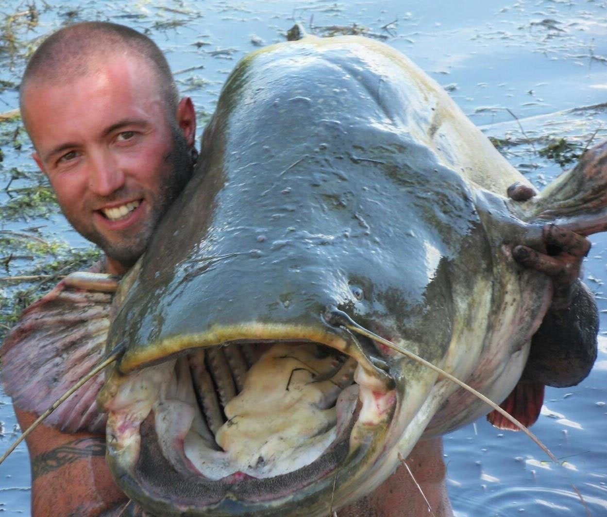 Wels - Groß Hecht Guiding, Zander Guiding in Holland, Barsch Guiding in ...