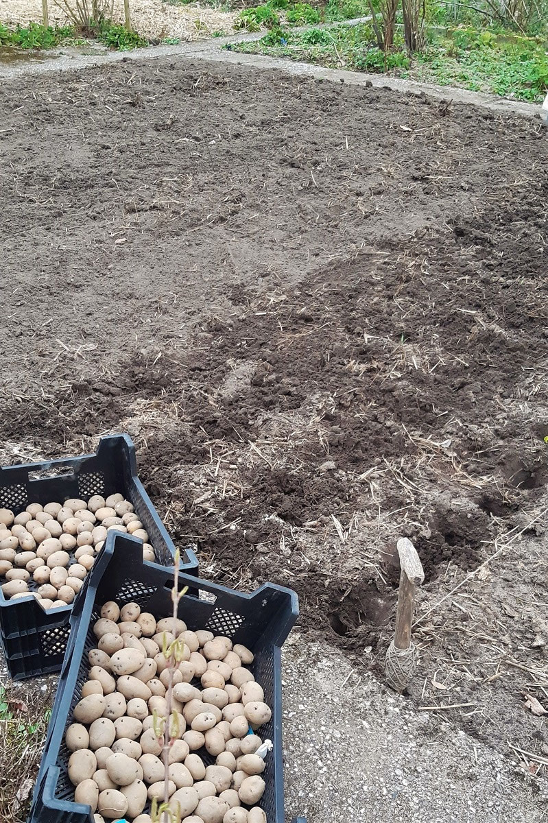 Kartoffelanbau - So wird's was mit der Knolle - kattgards Webseite!