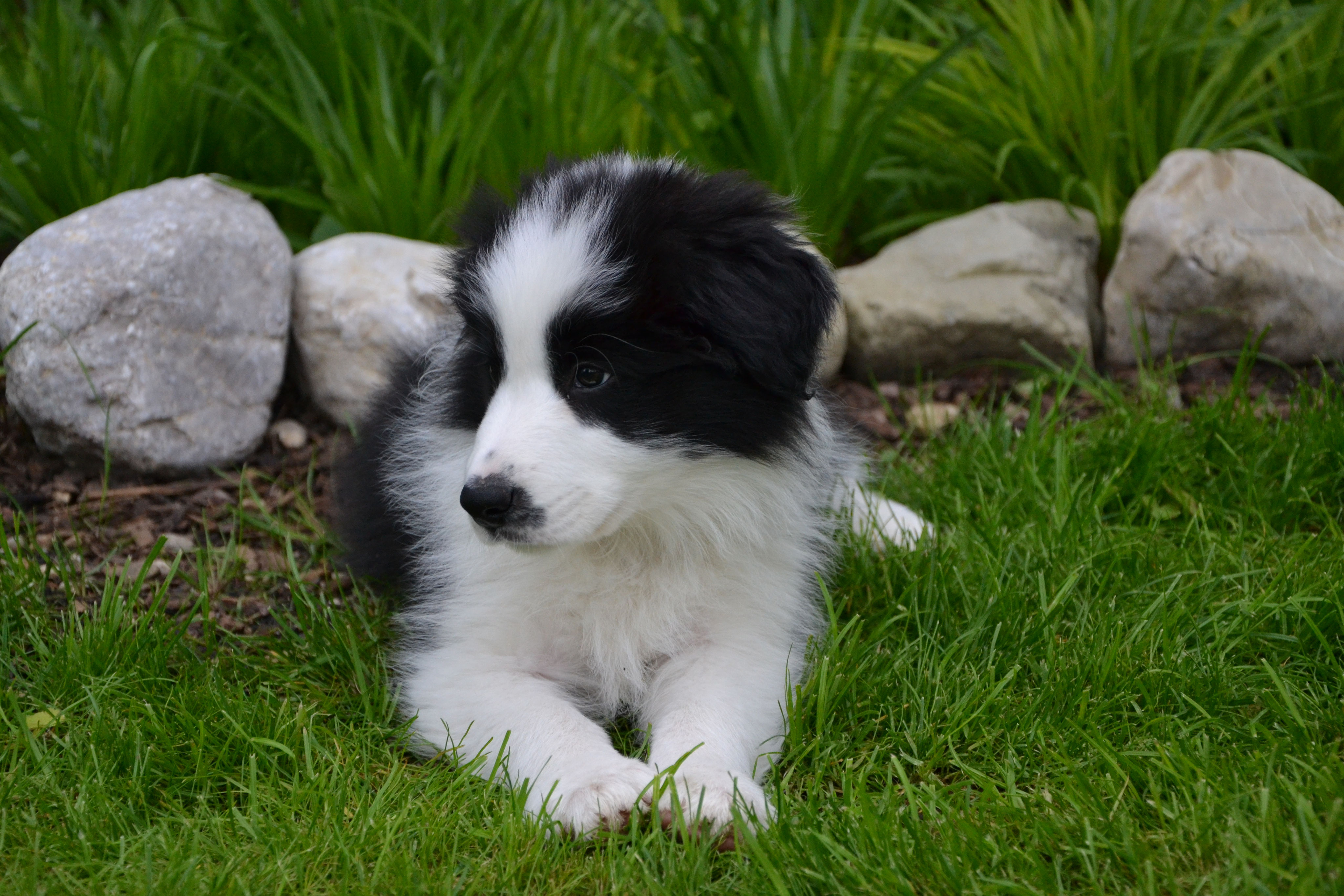 Border Collies von den Pauwaus - 1484651461s Webseite!