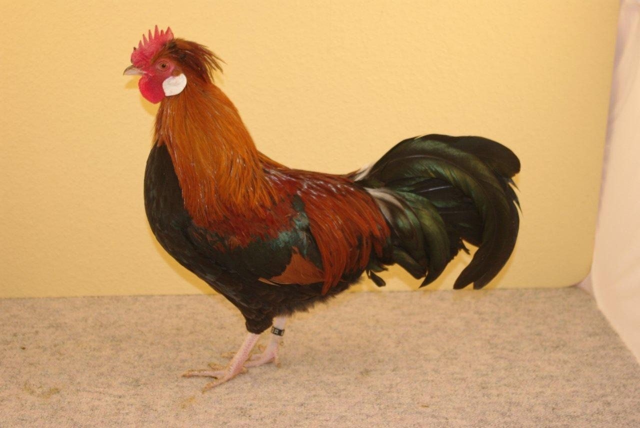 Zwerg-Altsteirer - steirerhuehners Webseite!