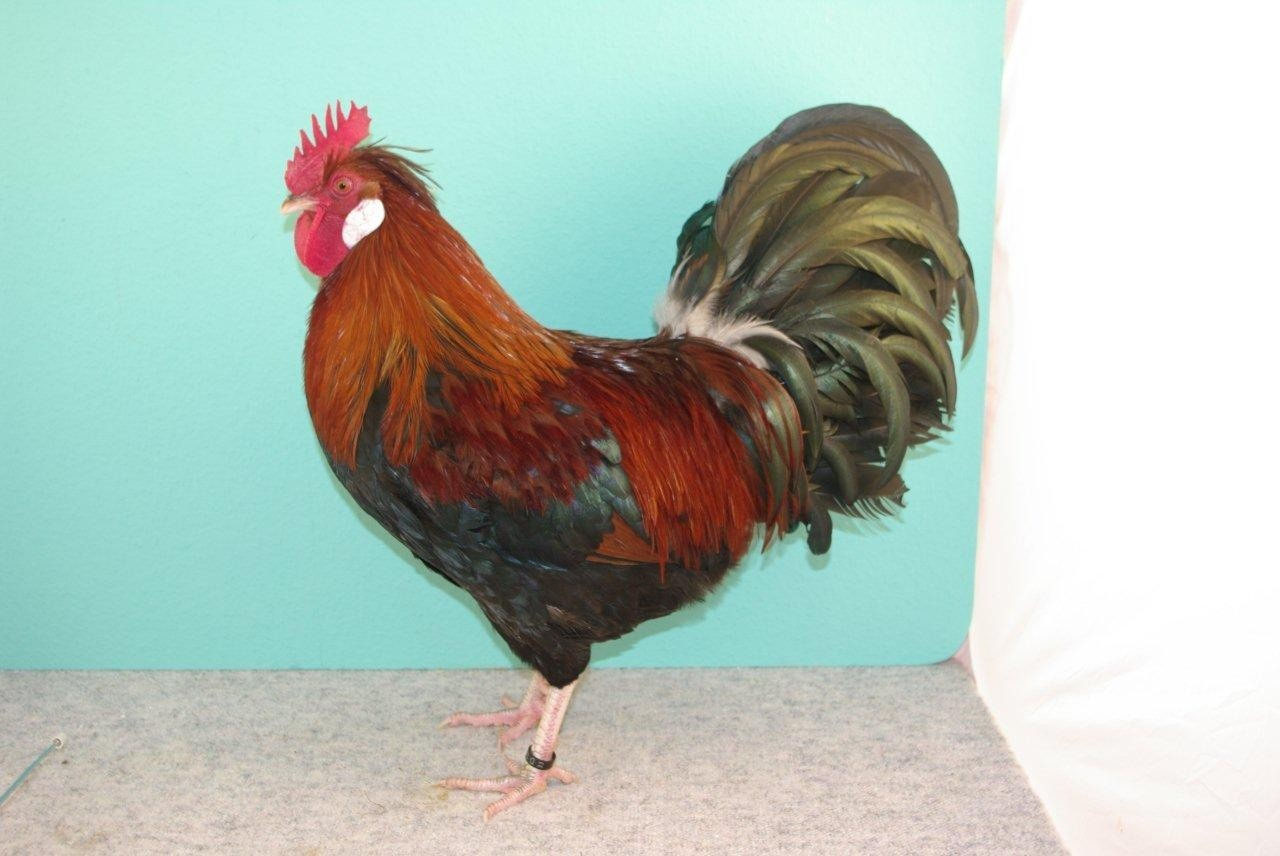 Altsteirer - steirerhuehners Webseite!