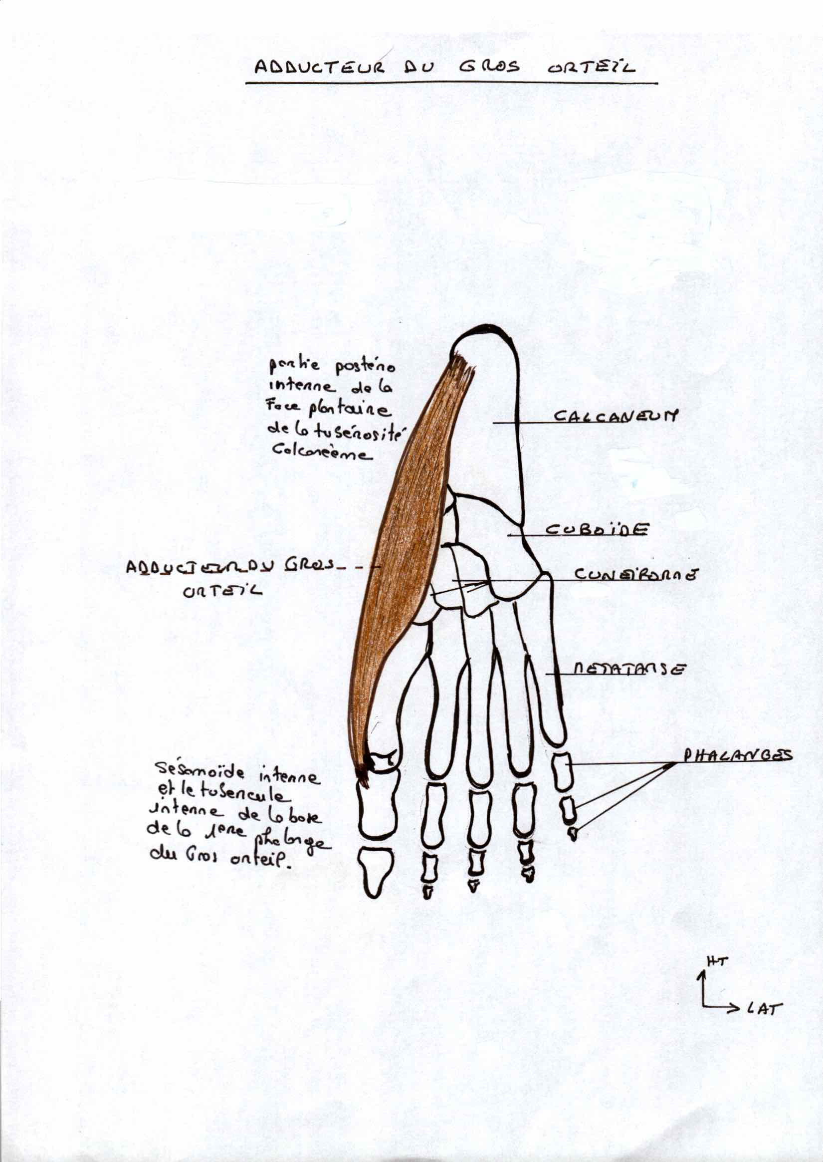 MYOLOGIE ADDUCTEUR DU GROS ORTEIL, COURT FLECHISSEUR DU GROS ORTEIL ET ...