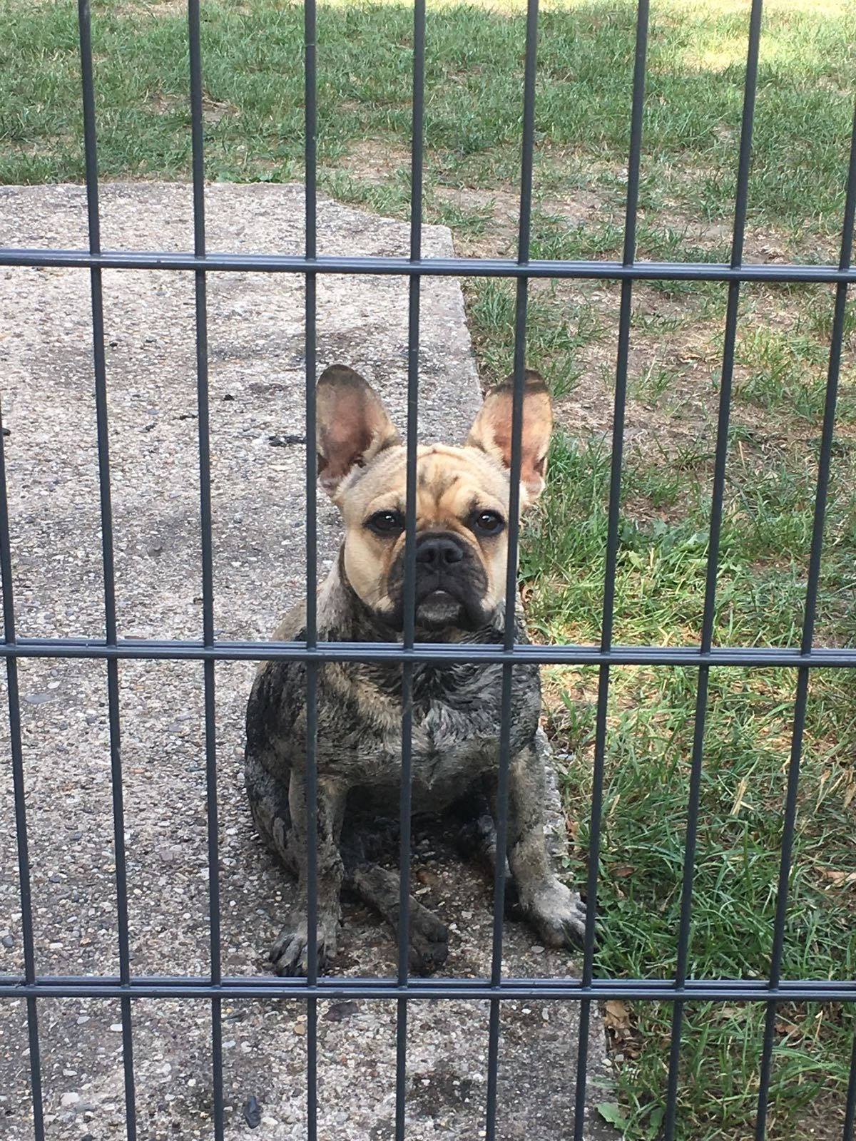 Charakter des Bullys - french bulldogs from honey marsh homepage