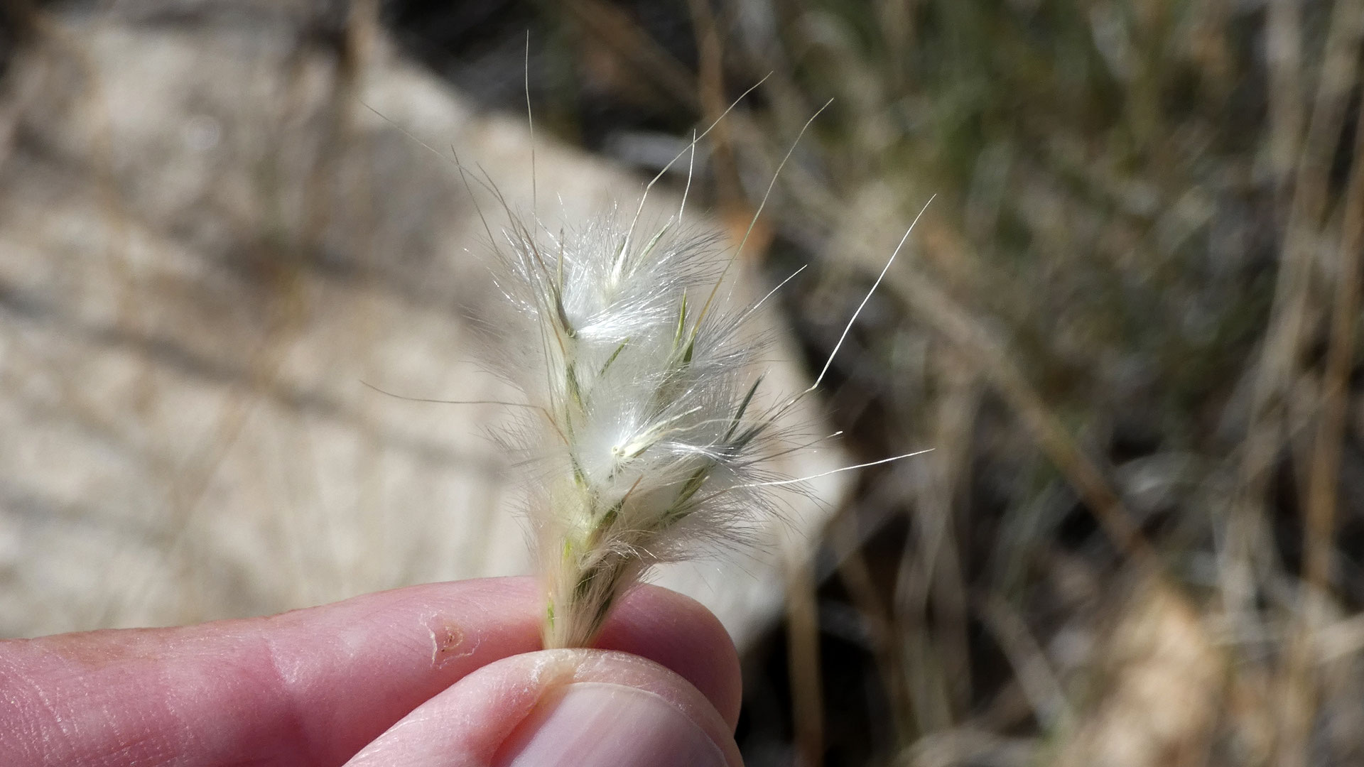 New Mexico Wildflowers: Grass Family - dogofthedesert