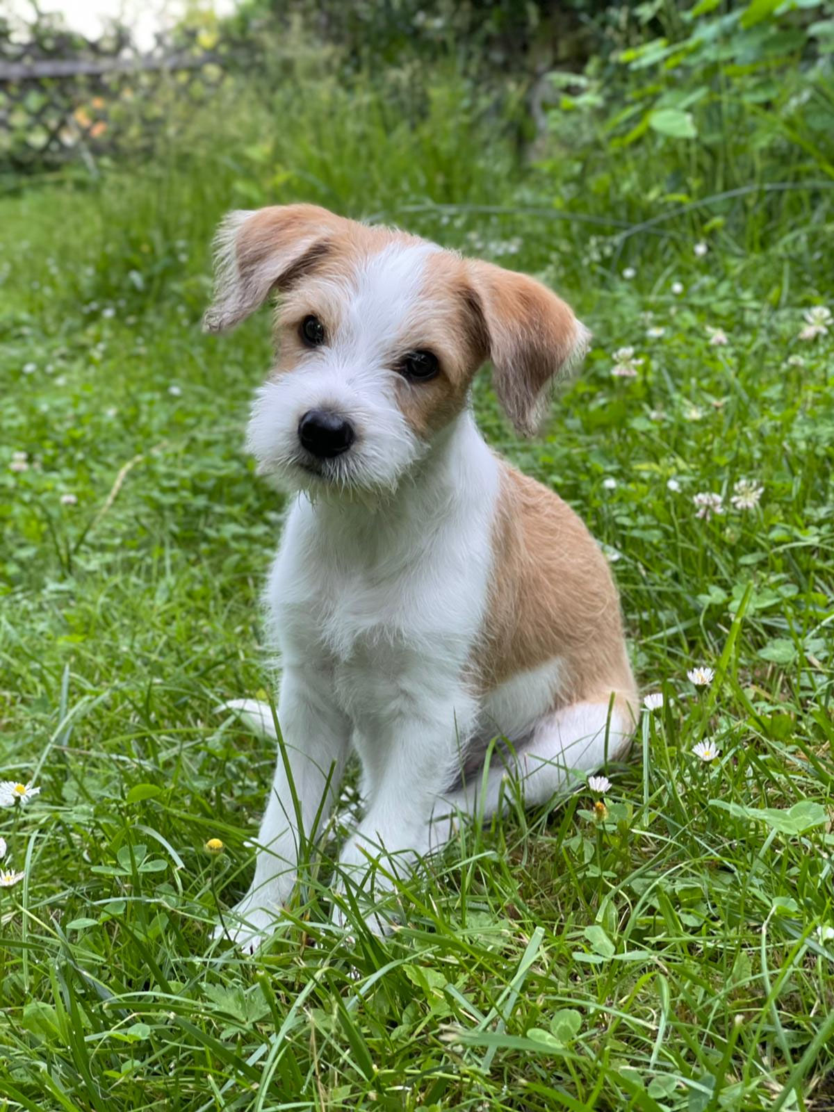 Amiro - ginsterwiese-kromfohrlaenders Webseite!