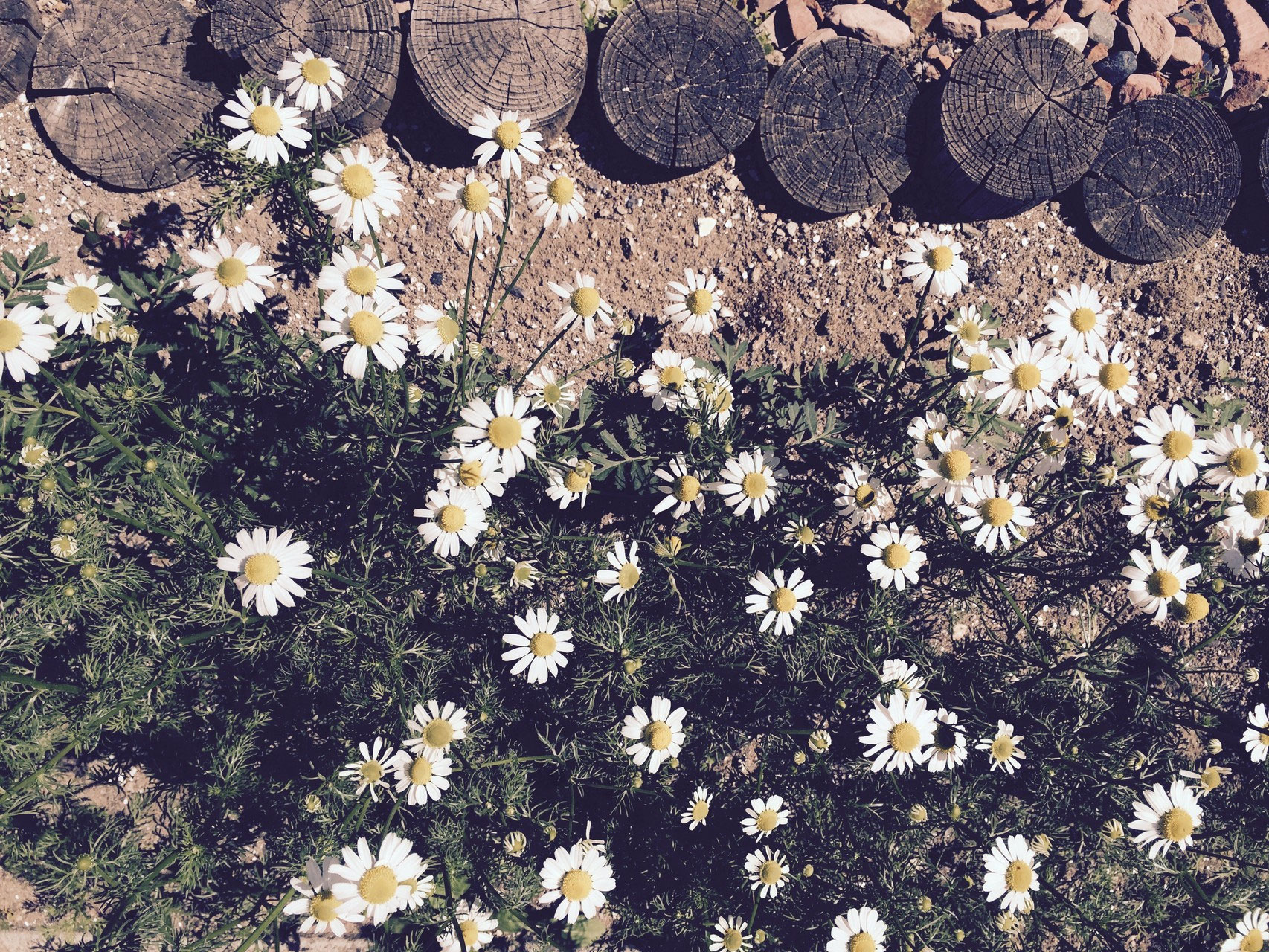 Savon de Popoko - Savon de Popoko