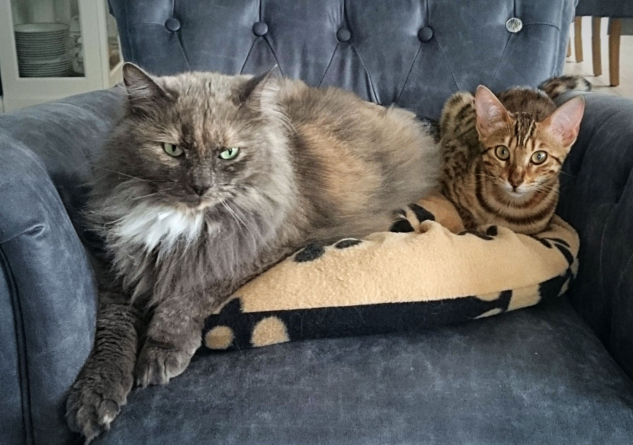 Wie zijn wij? - De website van catteryfelidos!