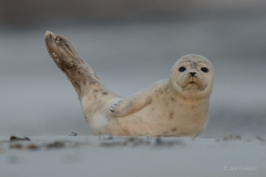 Kegelrobben und Seehunde - naturfotos auf natur-linse.de