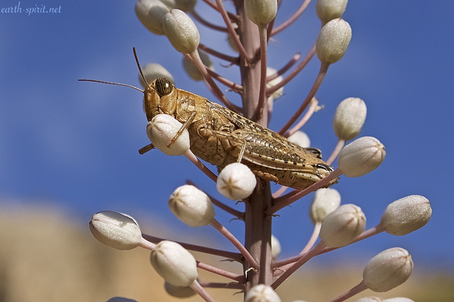 The Magic of Rodos - earth-spirit.net