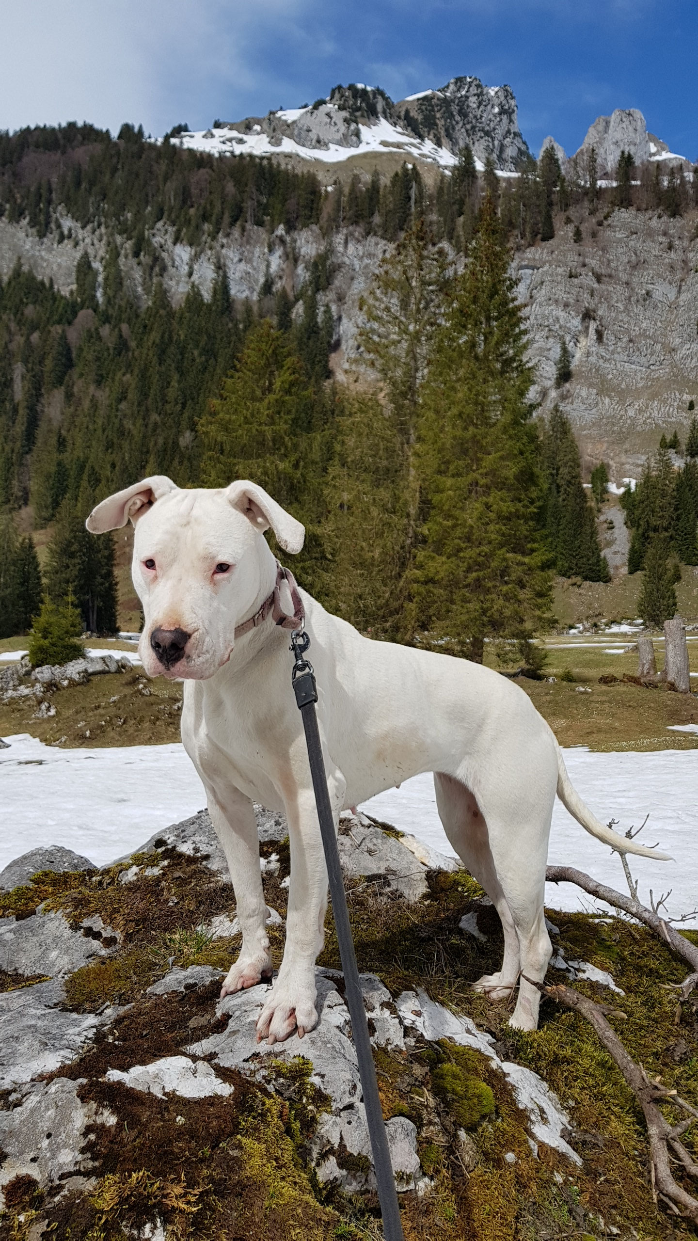 Cora sucht - ric-dogs Hundesupport