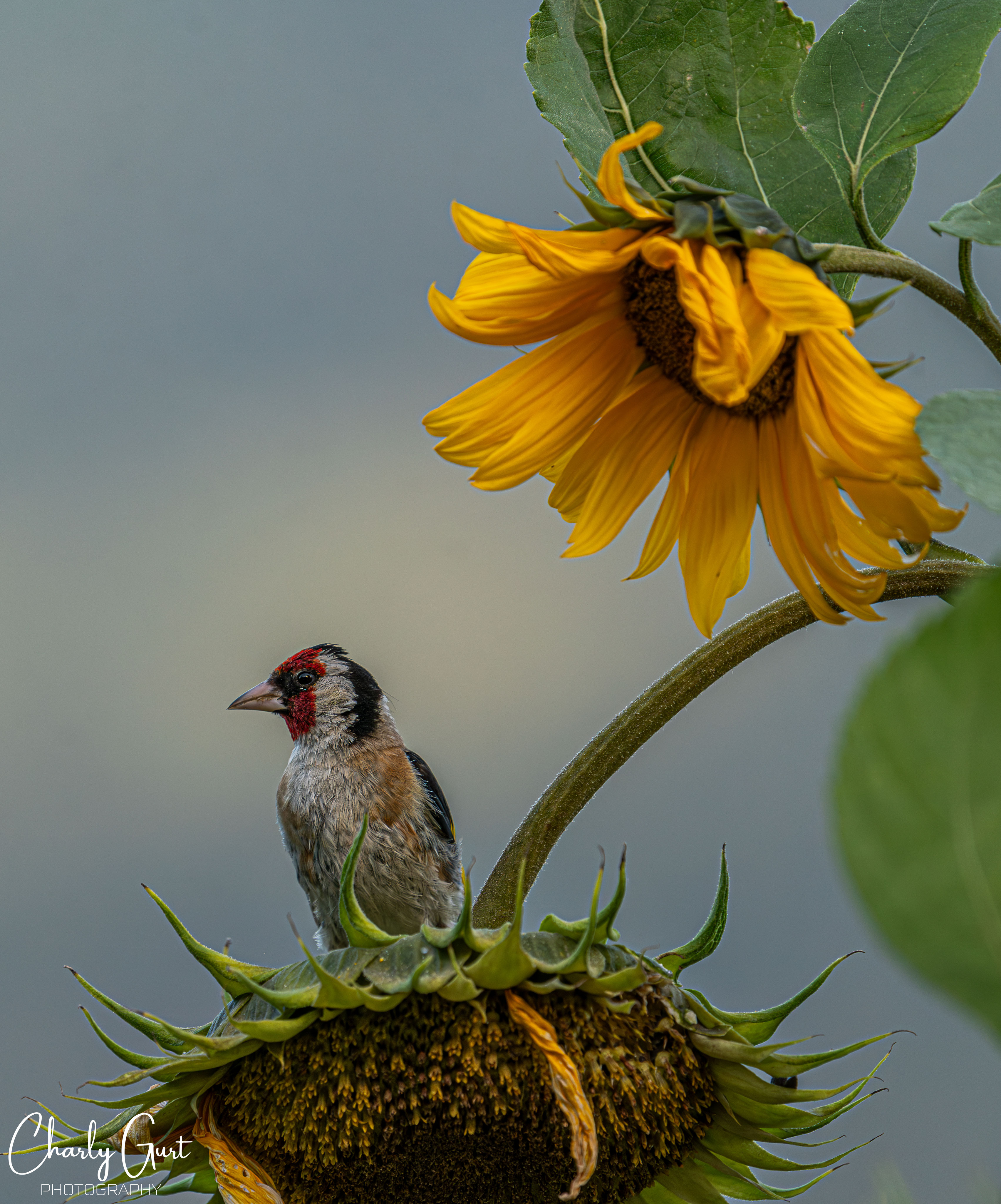 Distelfink/ Stieglitz - tiernaturfotografs Webseite!