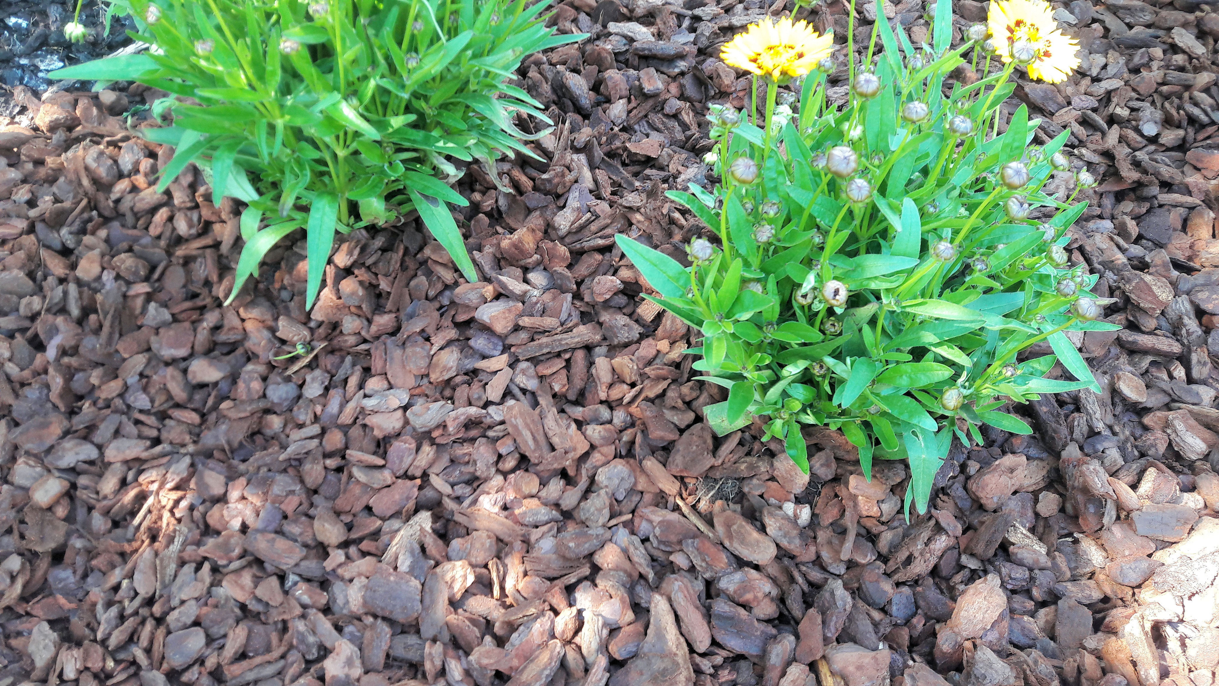 Herzlich Willkommen in unserem Shop für Pinienrinde, die Ihren Namen ...