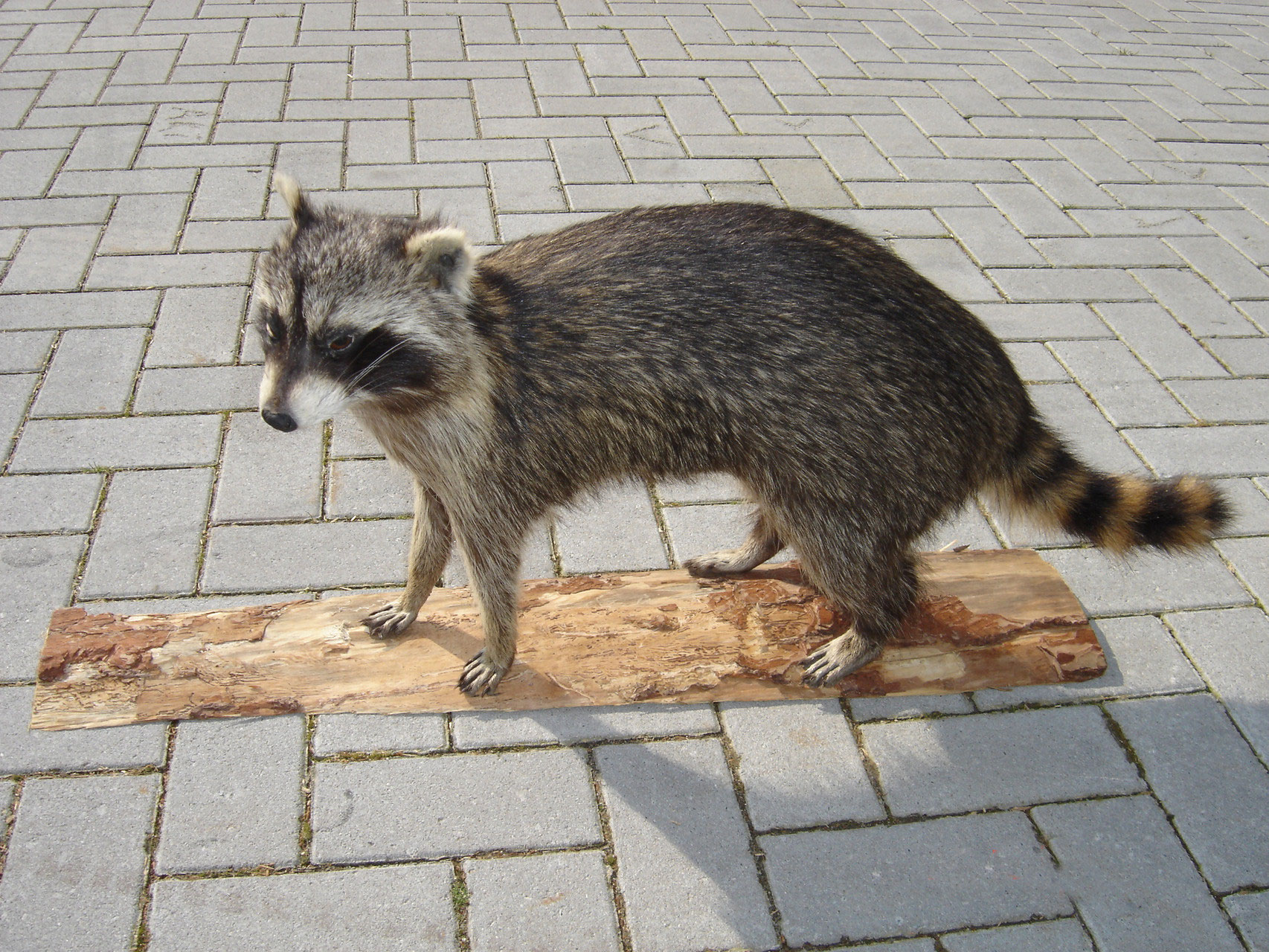 Präparierte säugetiere - Tierpräparation und Fellgerbung Marco Scharf