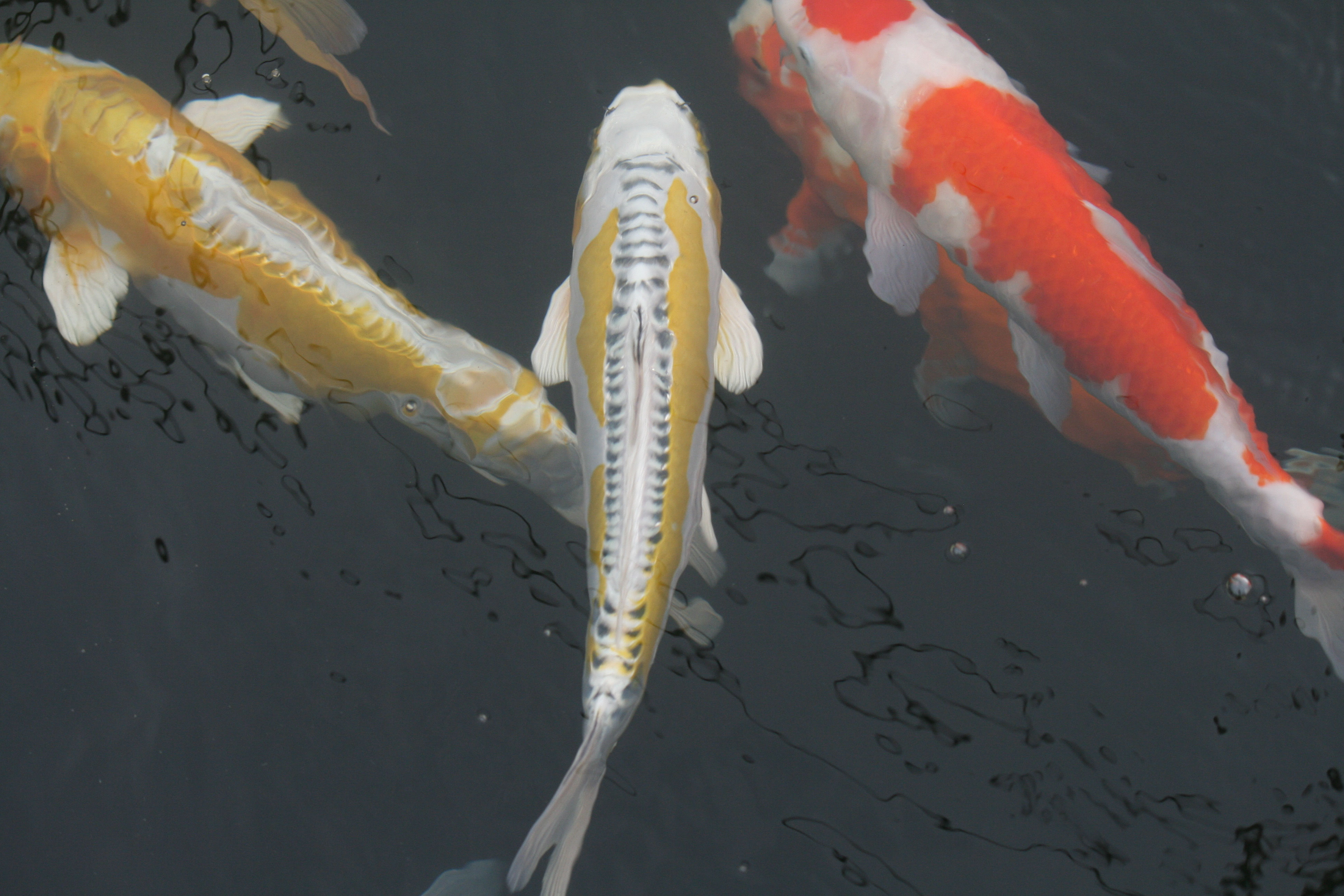 Koi Travel Polen 2015-Koi reizen Japan-Koi reizen Yoshikigoi..... - van ...