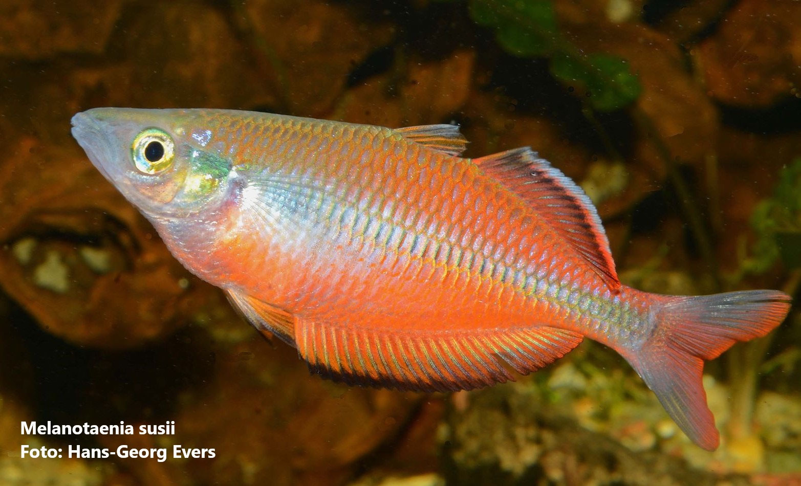 Melanotaenia susii - rainbowfishstable