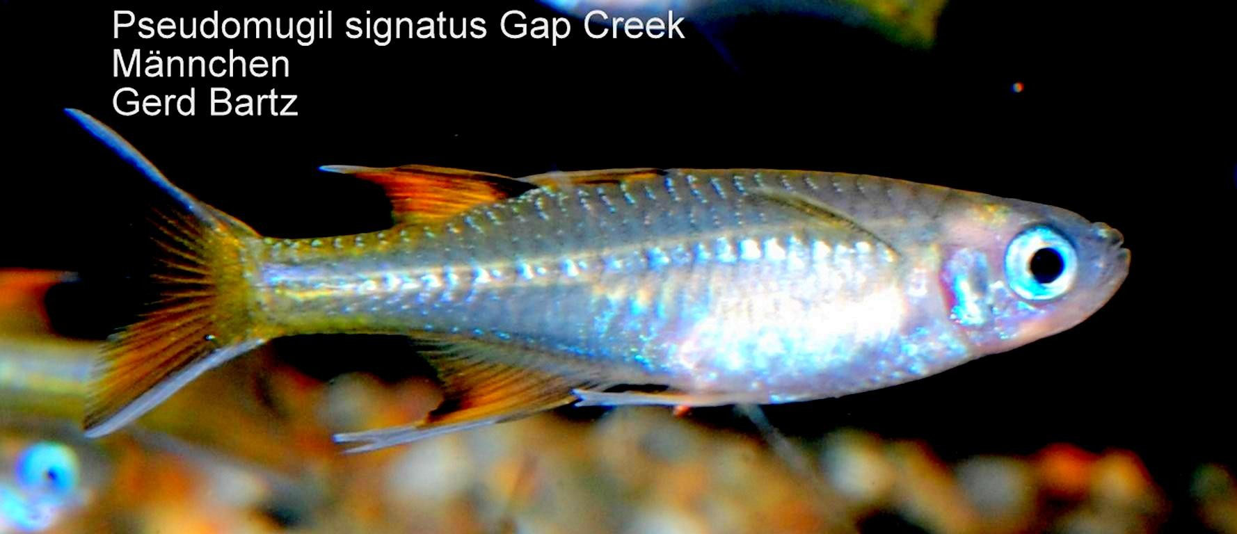 Gab Creek - rainbowfishstable