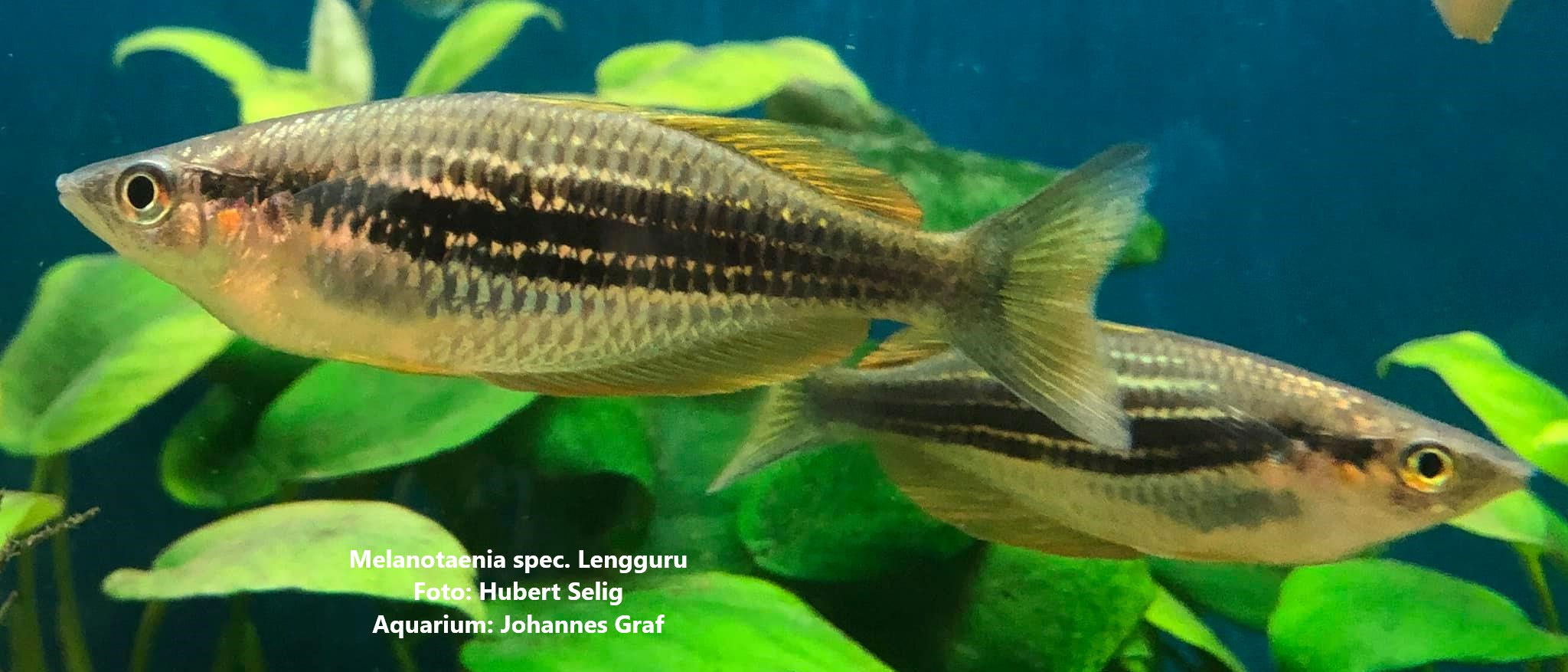 Melanotaenia spec. Lengguru - rainbowfishstable