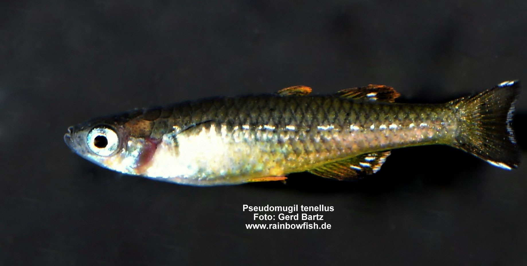 tenellus - rainbowfishstable