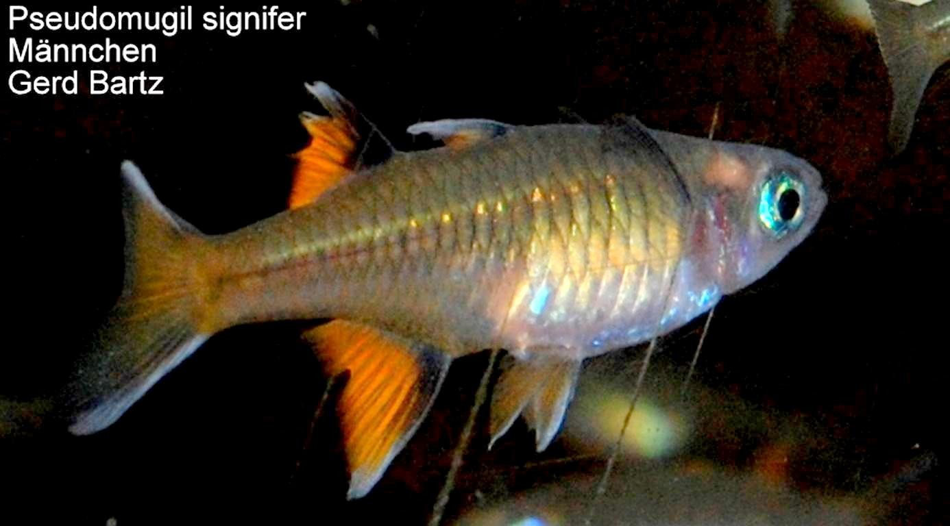 signifer - rainbowfishstable