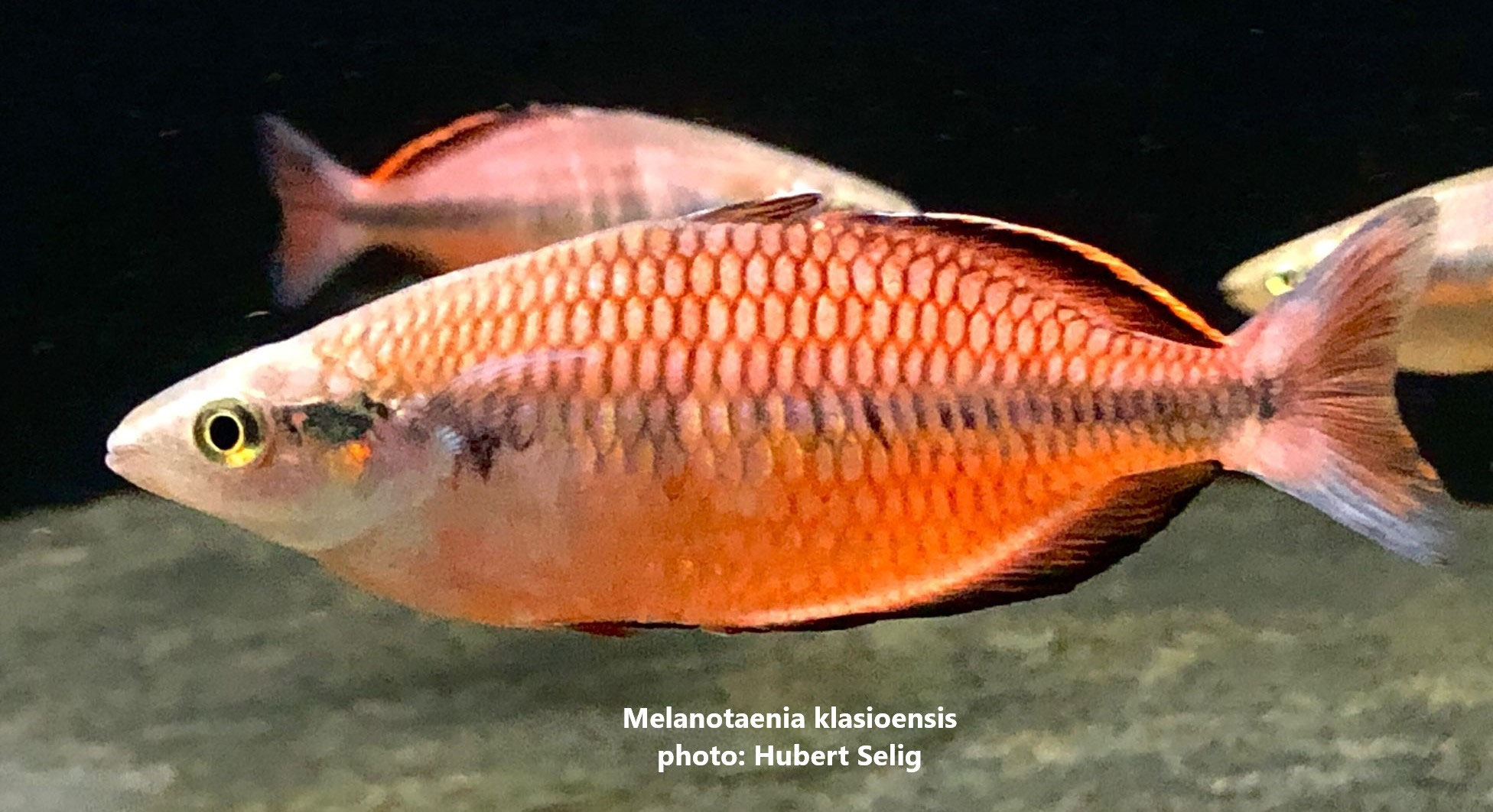 Melanotaenia klasioensis - rainbowfishstable