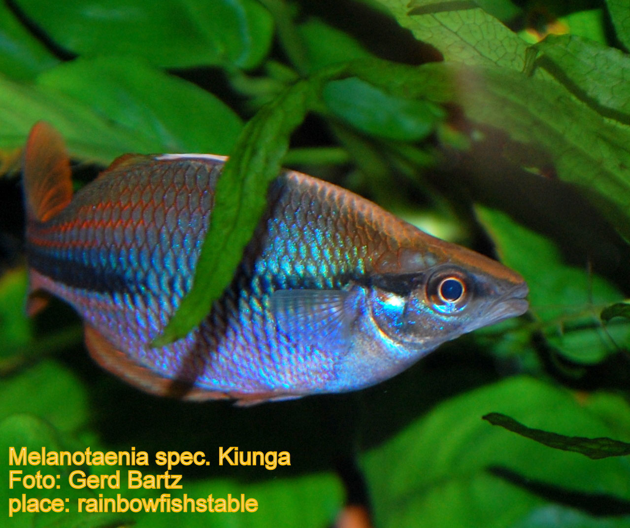Melanotaenia spec. Kiunga - rainbowfishstable