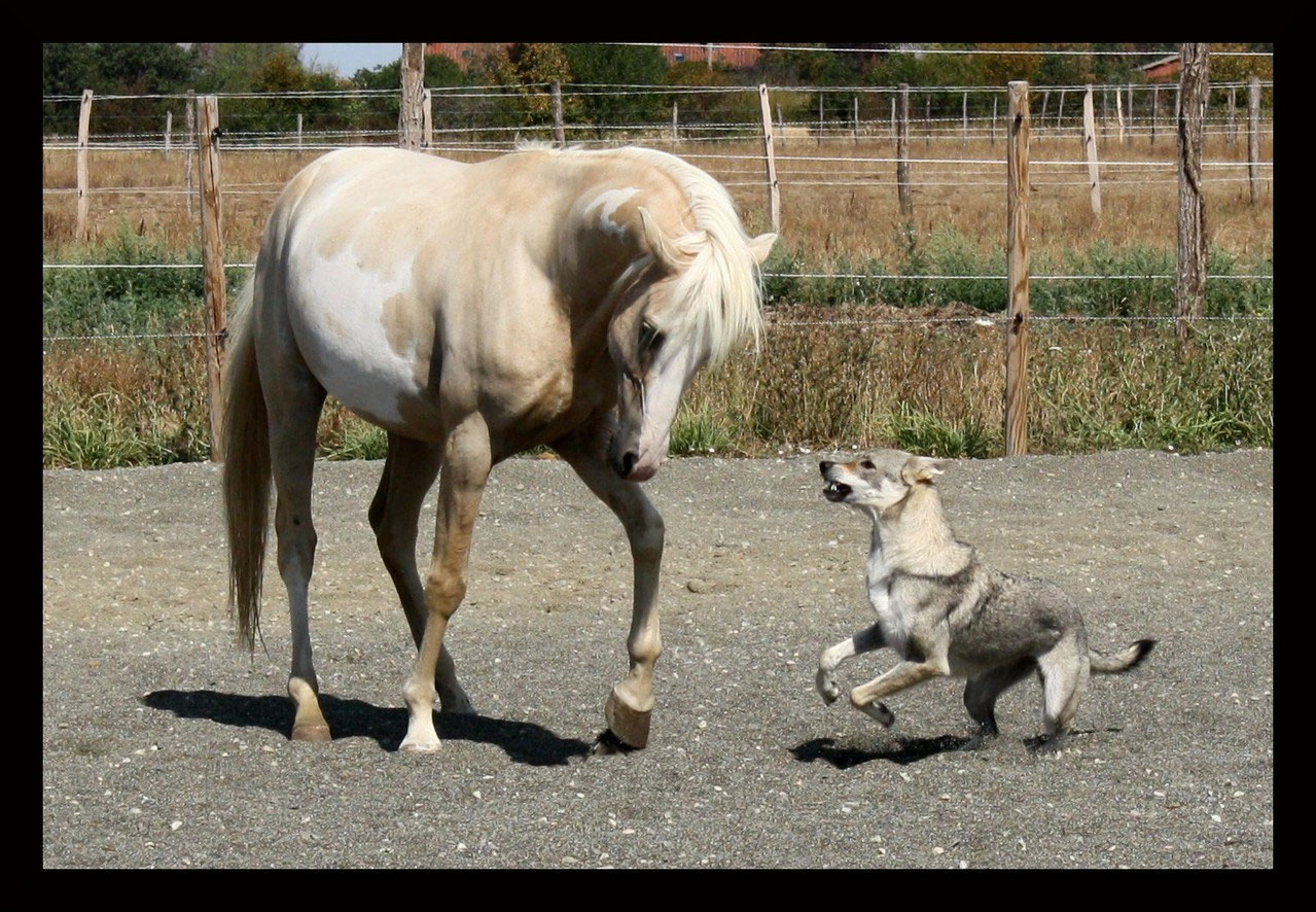 Sand Storm Angel Pah - Haras du Turel