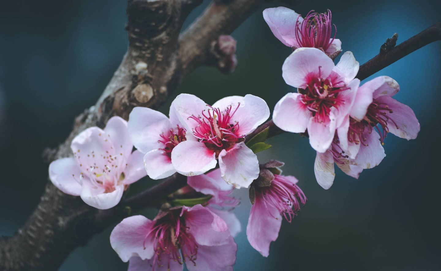 Delicioso por mucho tiempo... - Macuilis: Mermeladas, Salsas ...