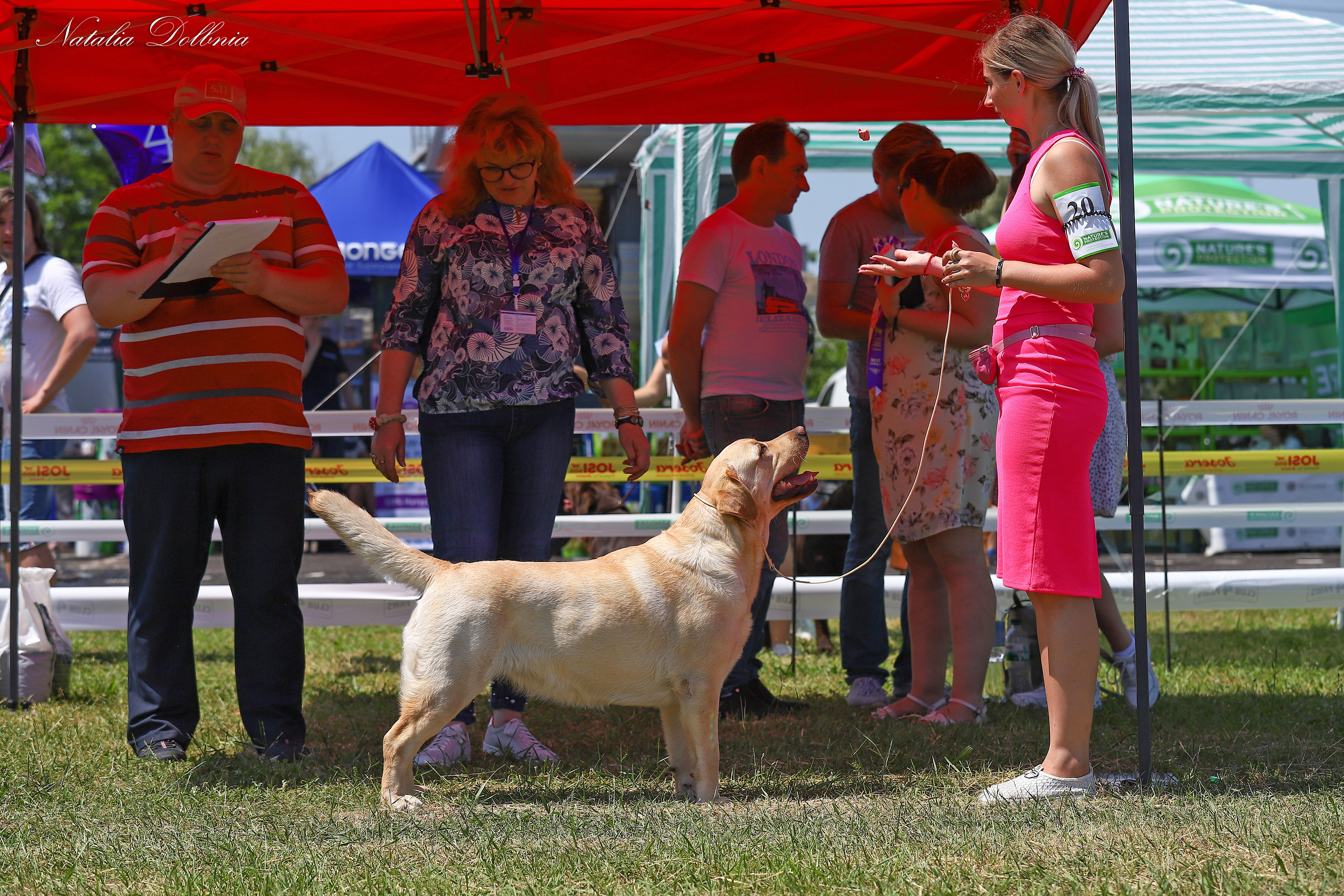 Milend`s - Family Kennel Labradors & Cardigans - Milend`s - Family ...
