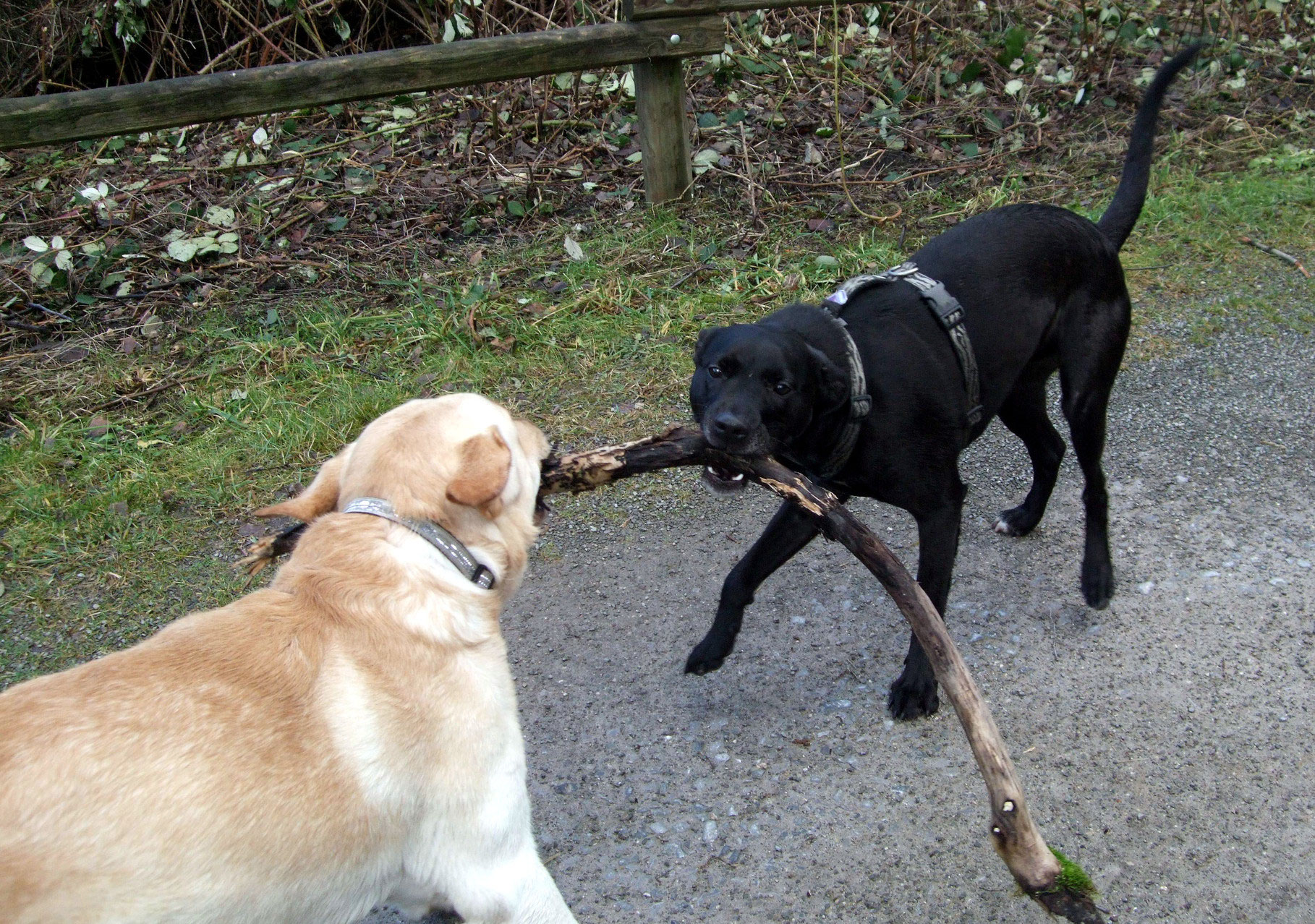 Bilder von Felix 2014 - Labrador Felix