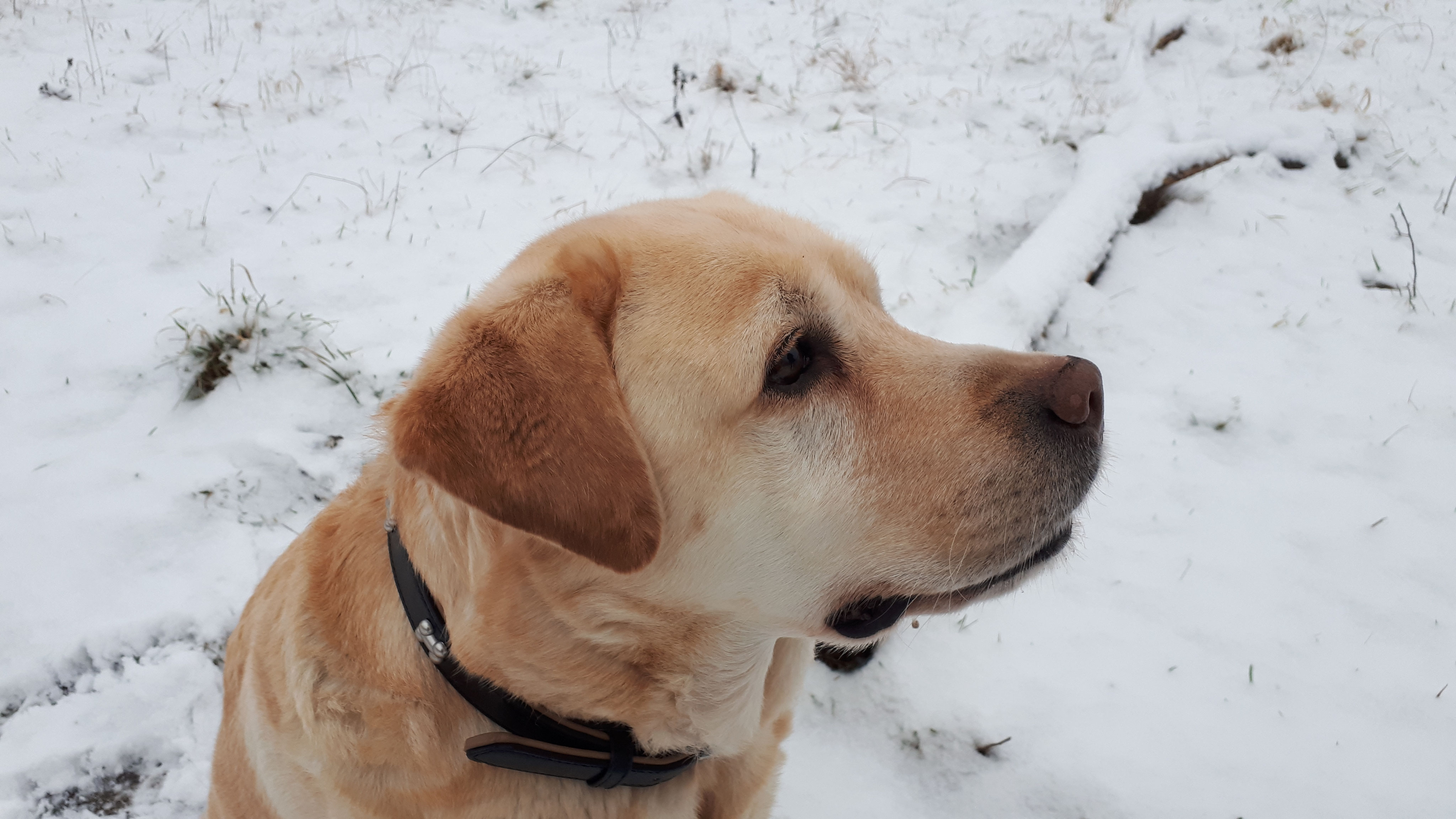 Bilder von Felix 2021 - Labrador Felix