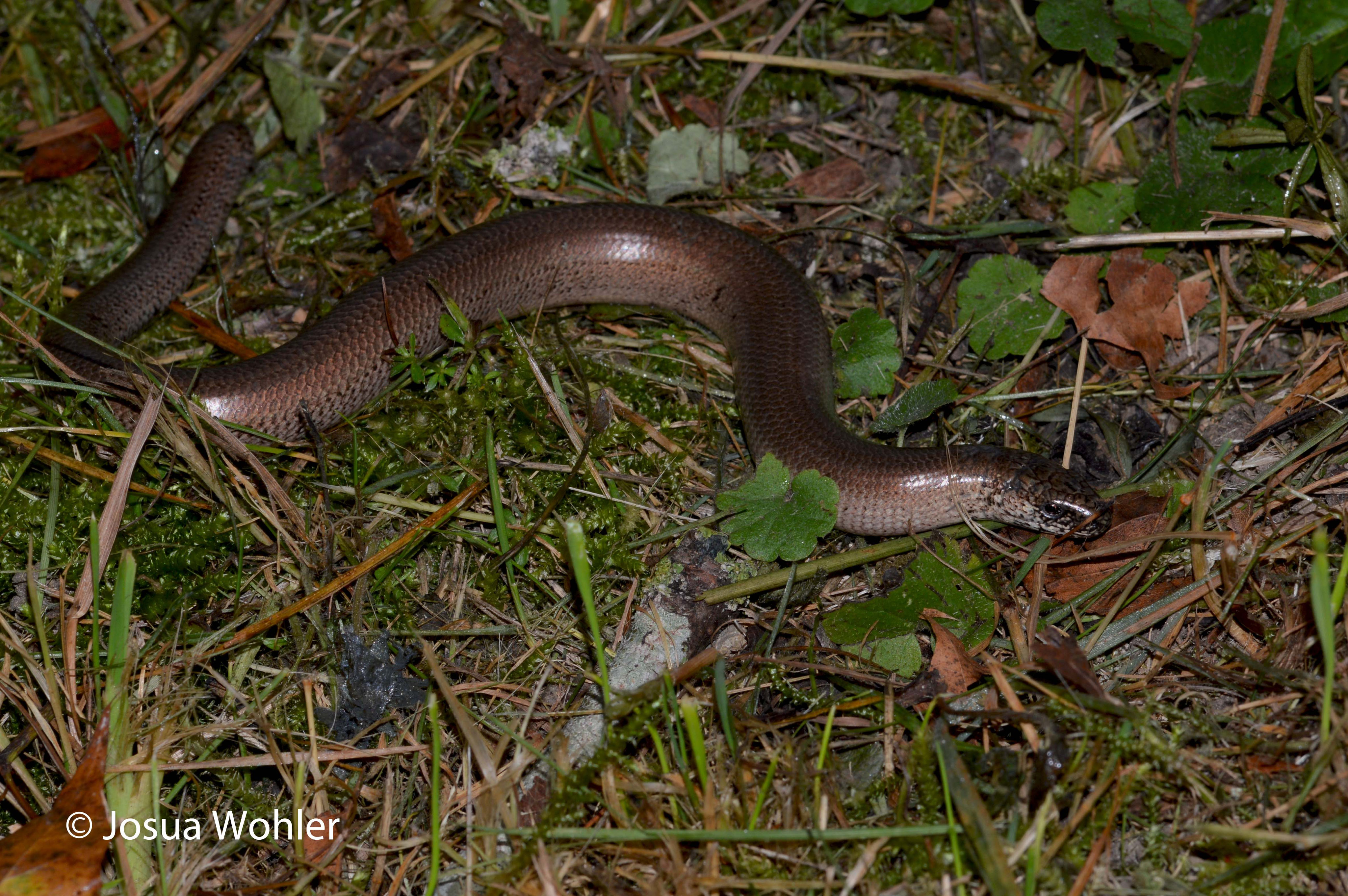 Anguis fragilis - reptilienschweizs Webseite!