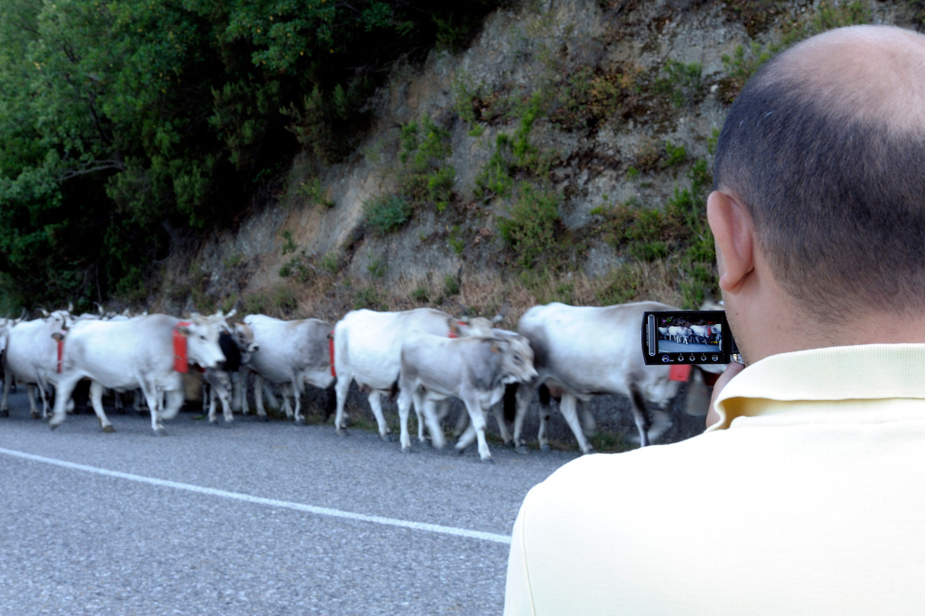 Vacche Podoliche Calabresi Sicily